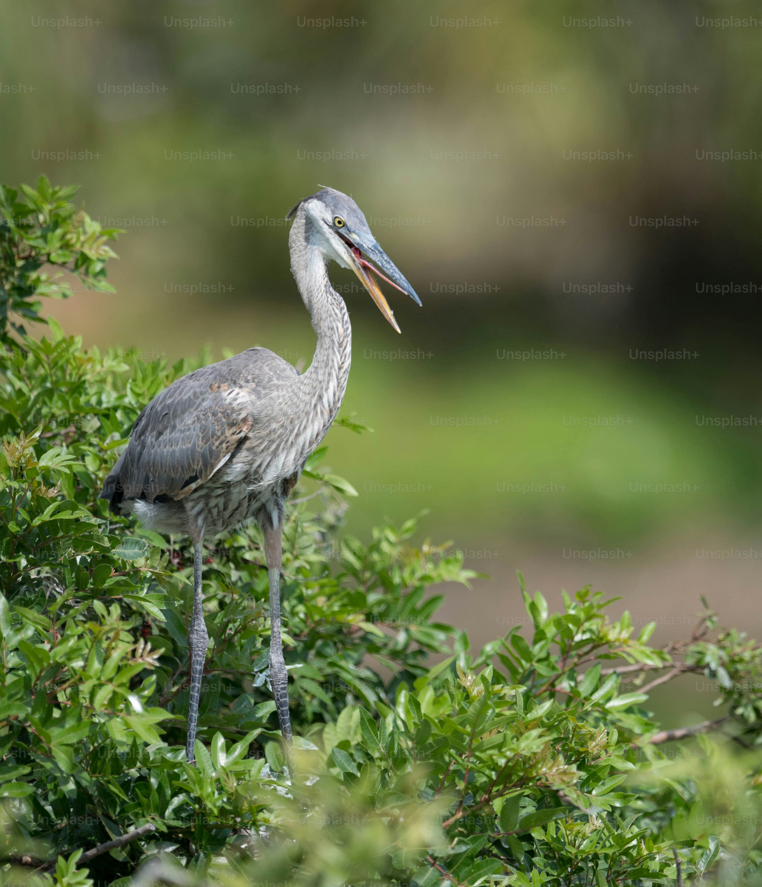 Portrait d’un grand héron. photo – Oiseau Photo sur Unsplash