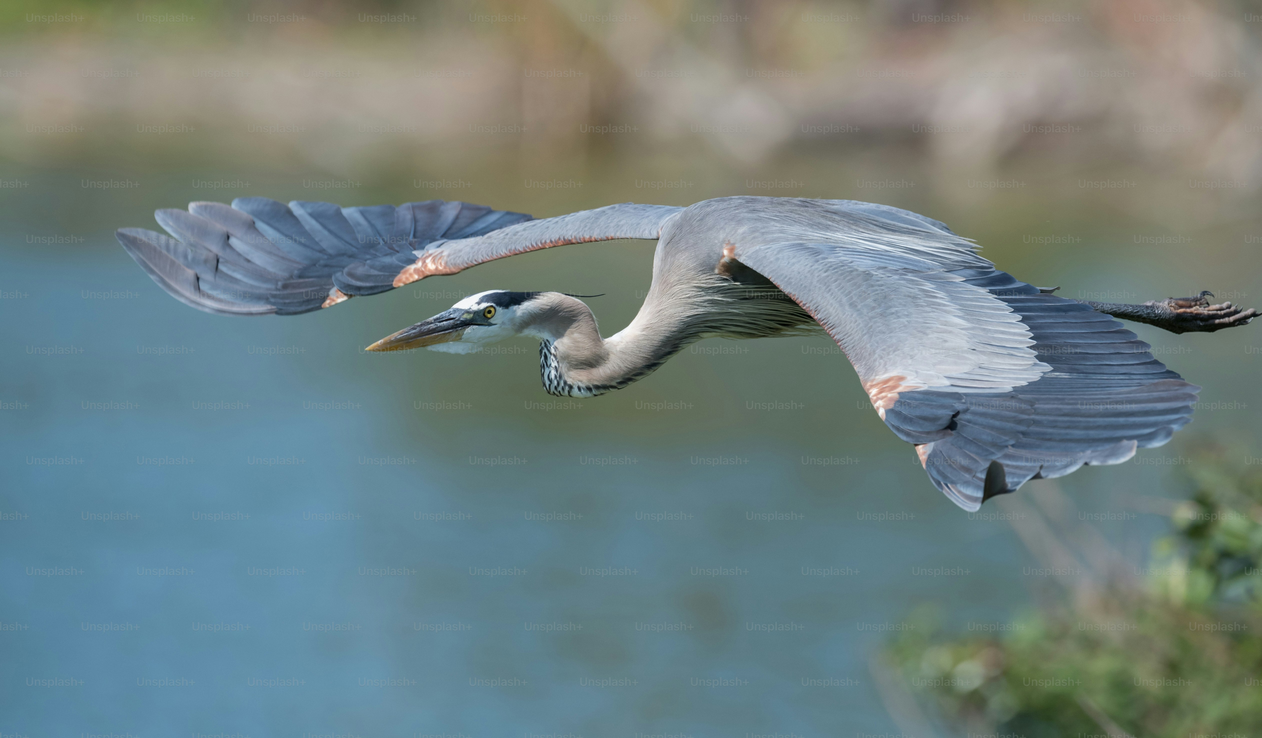 Blue Heron Pictures | Download Free Images on Unsplash