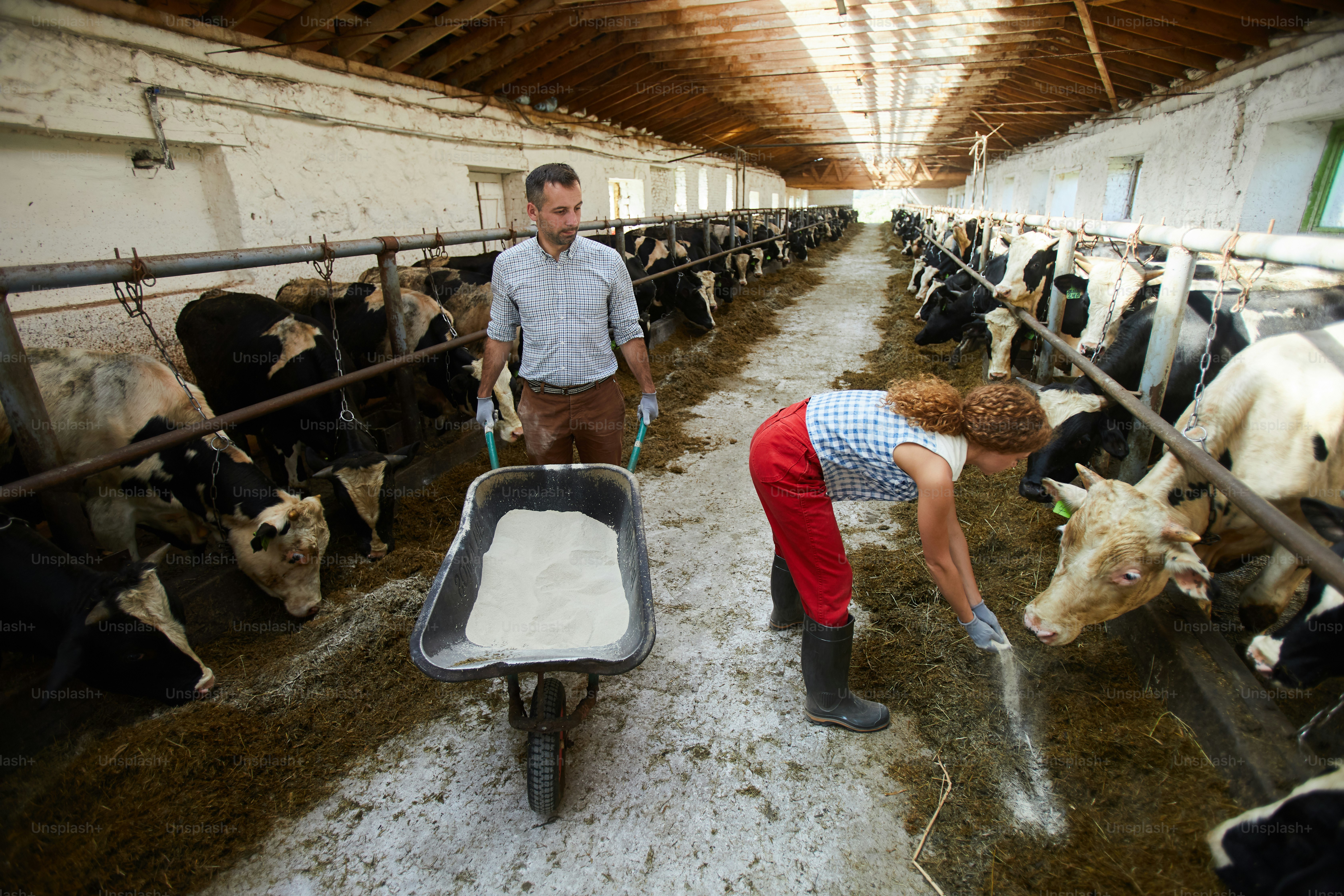 Two young farm workers feeding dairy cows in stables during working day ...