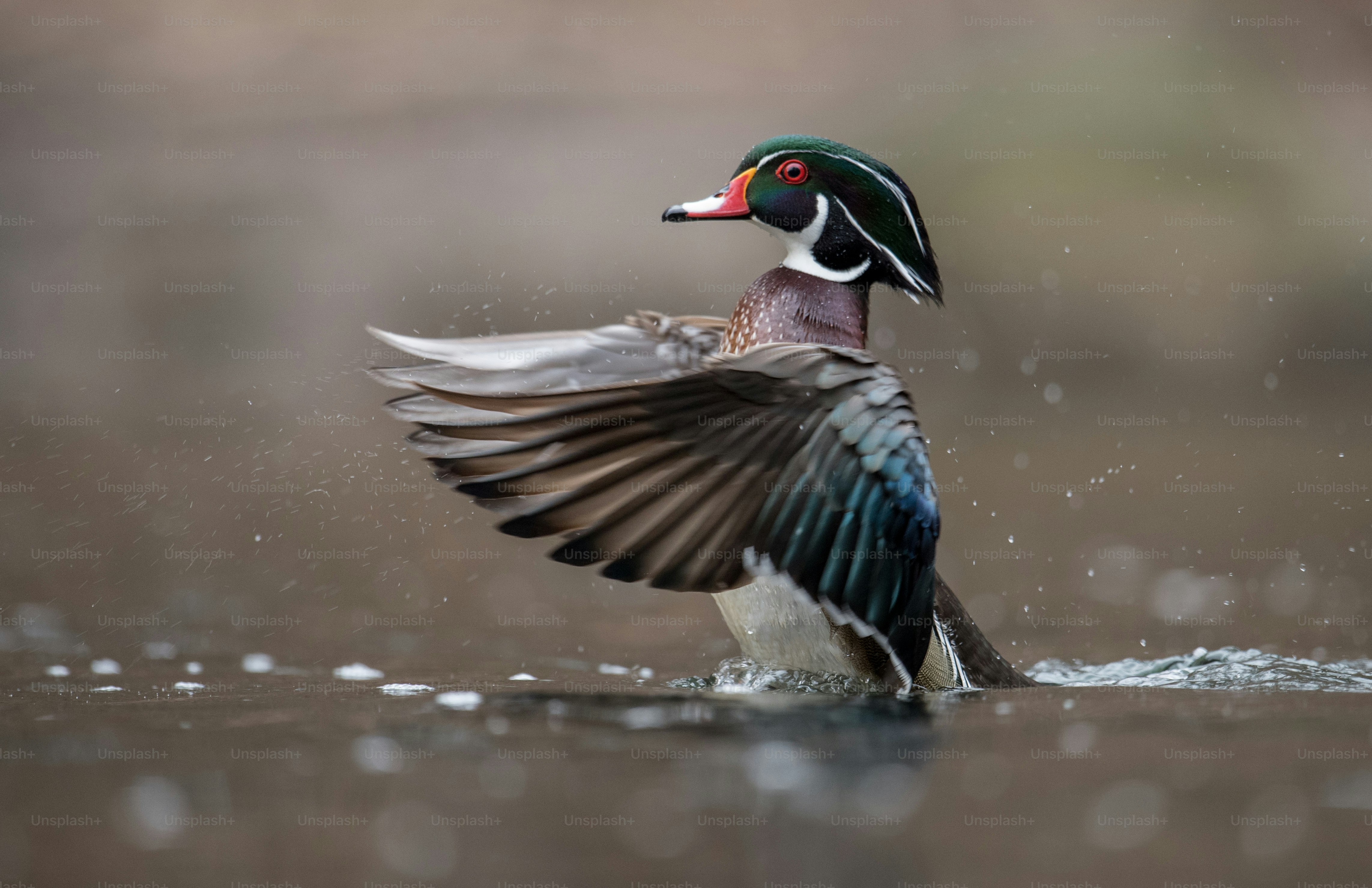 Imágenes de Pato Acuático | Descarga imágenes gratuitas en Unsplash