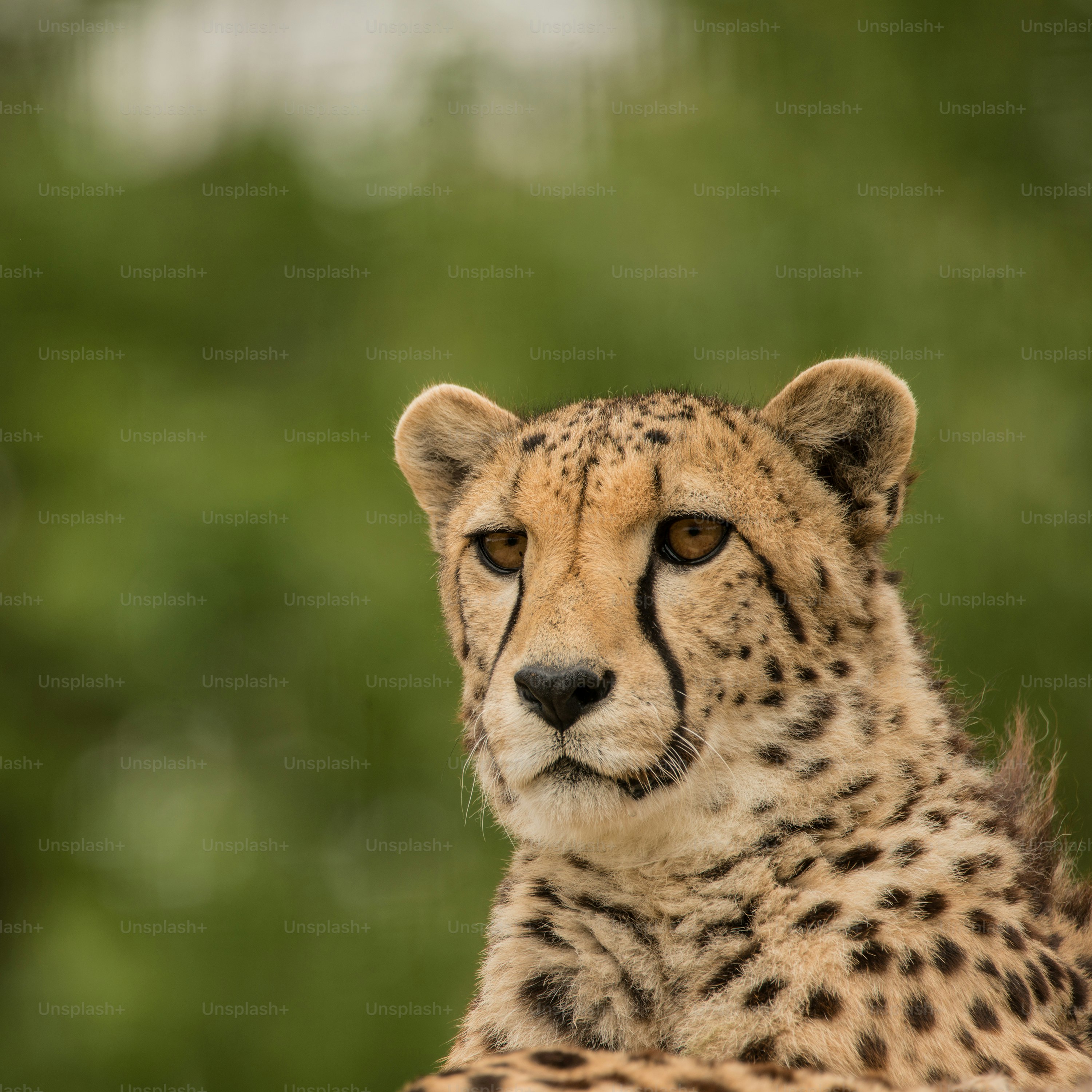 Stunning intimate portrait of Cheetah Acinonyx Jubatus in colorful ...
