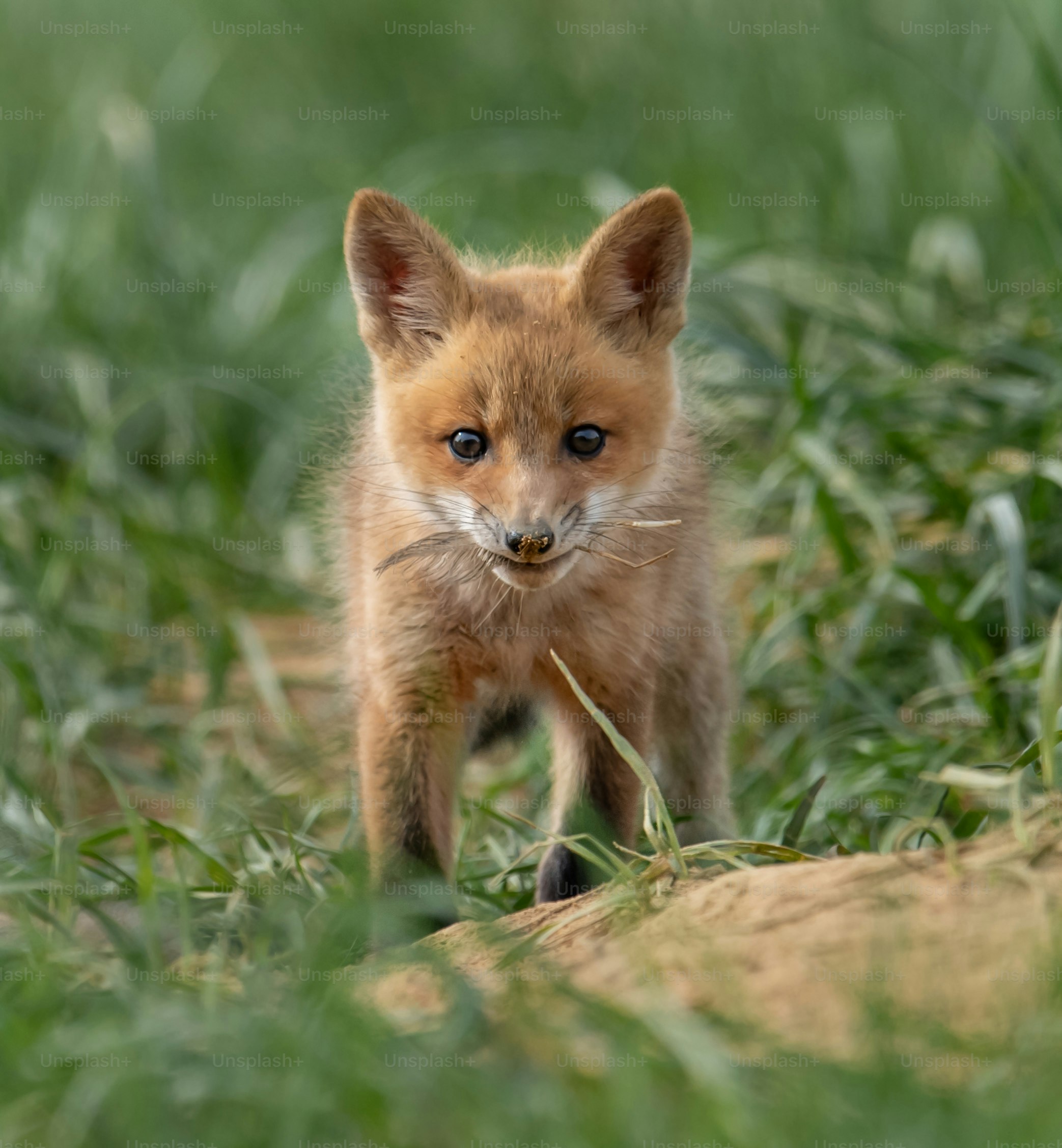 A red fox in New Jersey photo – Animal Image on Unsplash
