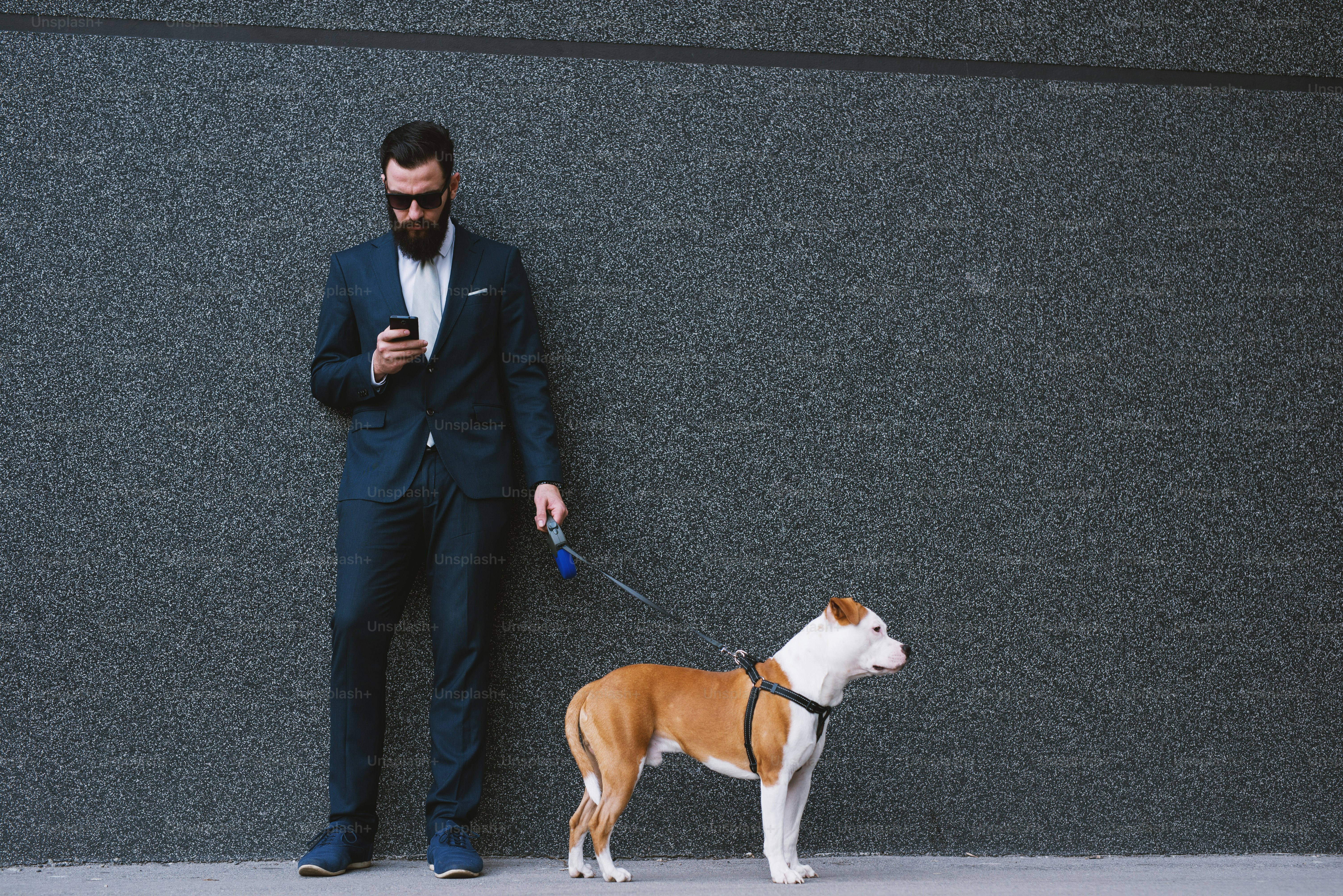 Businessman walking dog at street. Best friends walking. Handsome ...