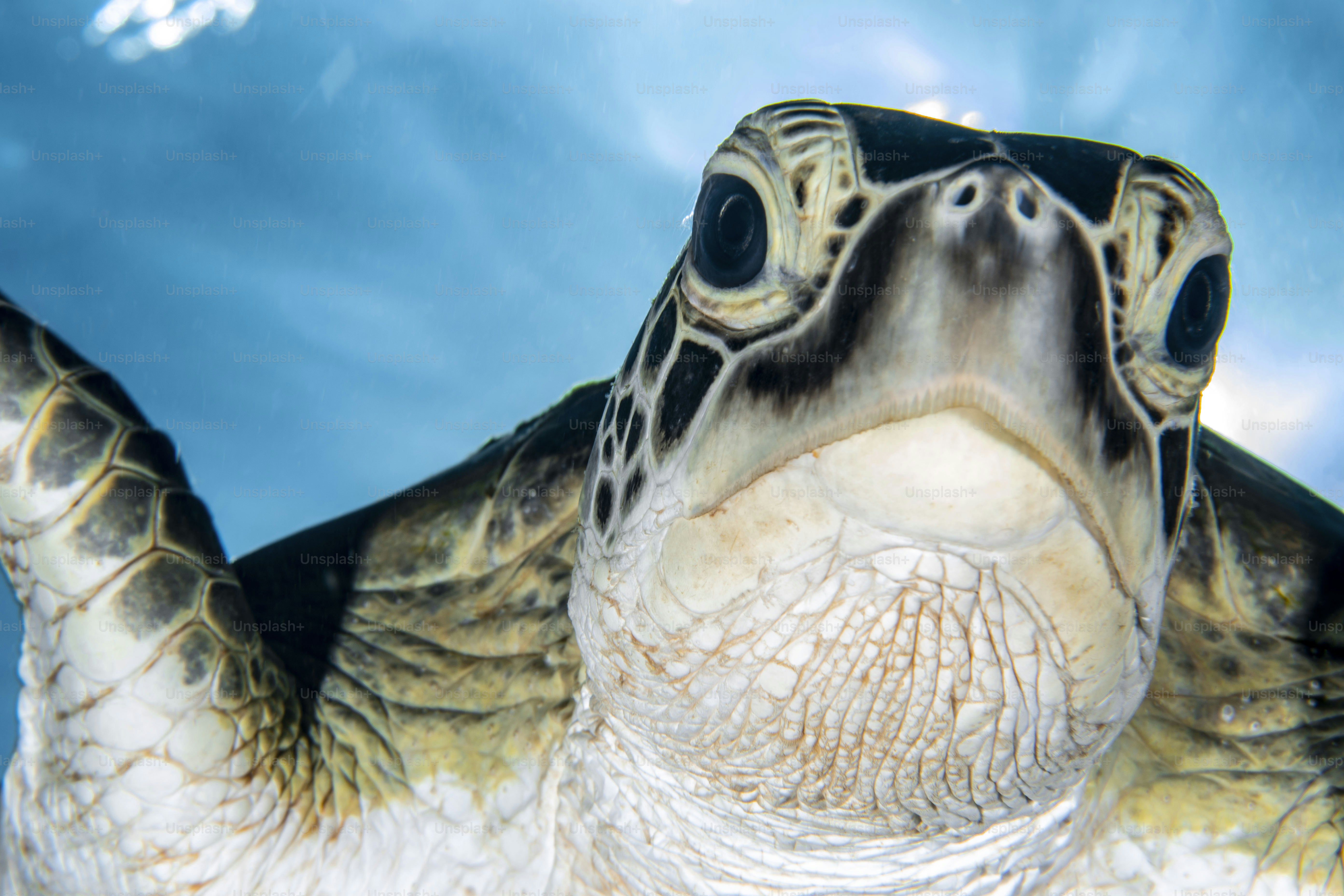 A Sea Turttle in Sipadan Island photo – Turtle Image on Unsplash
