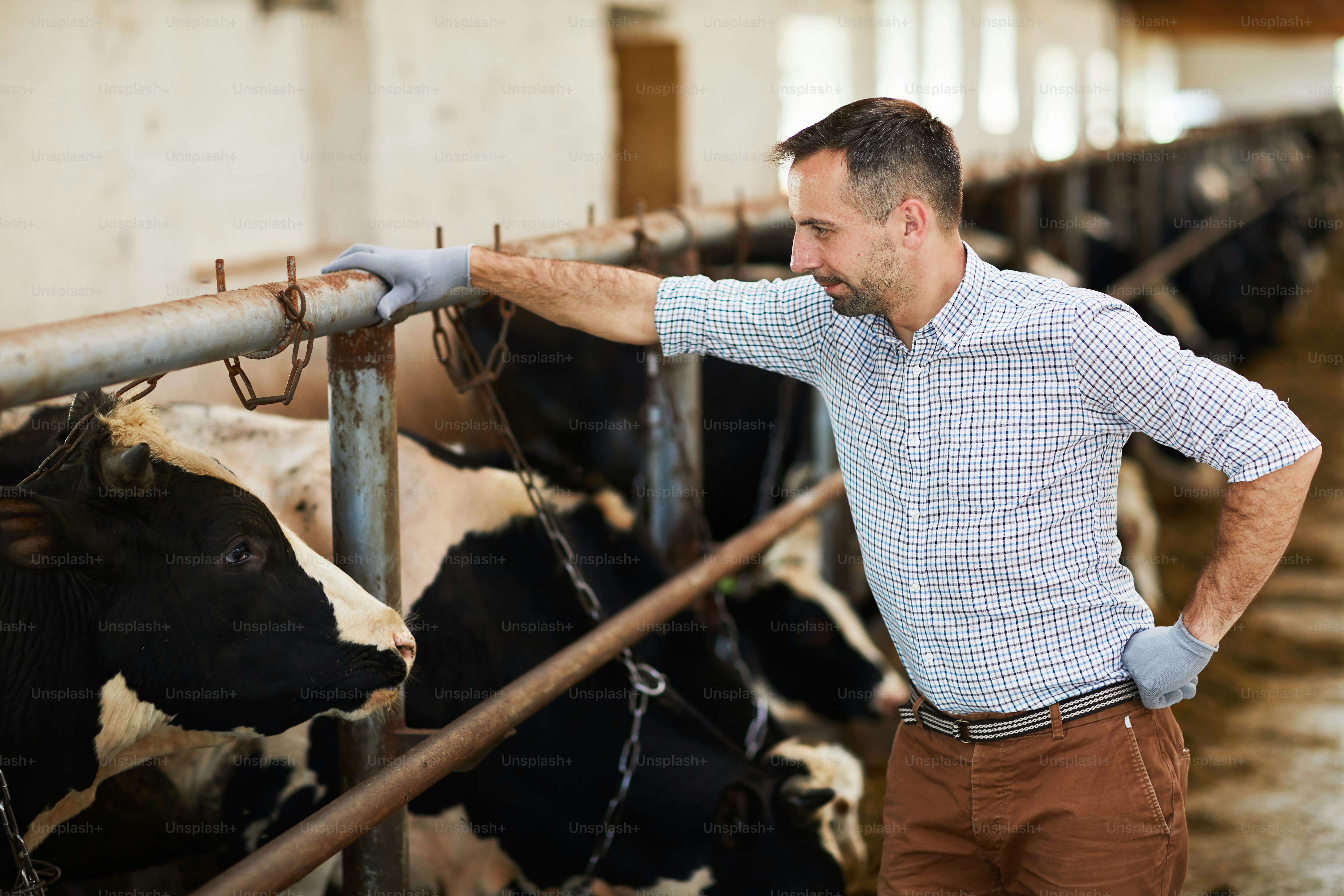 Side view portrait of handsome modern farm worker leaning on stall and ...