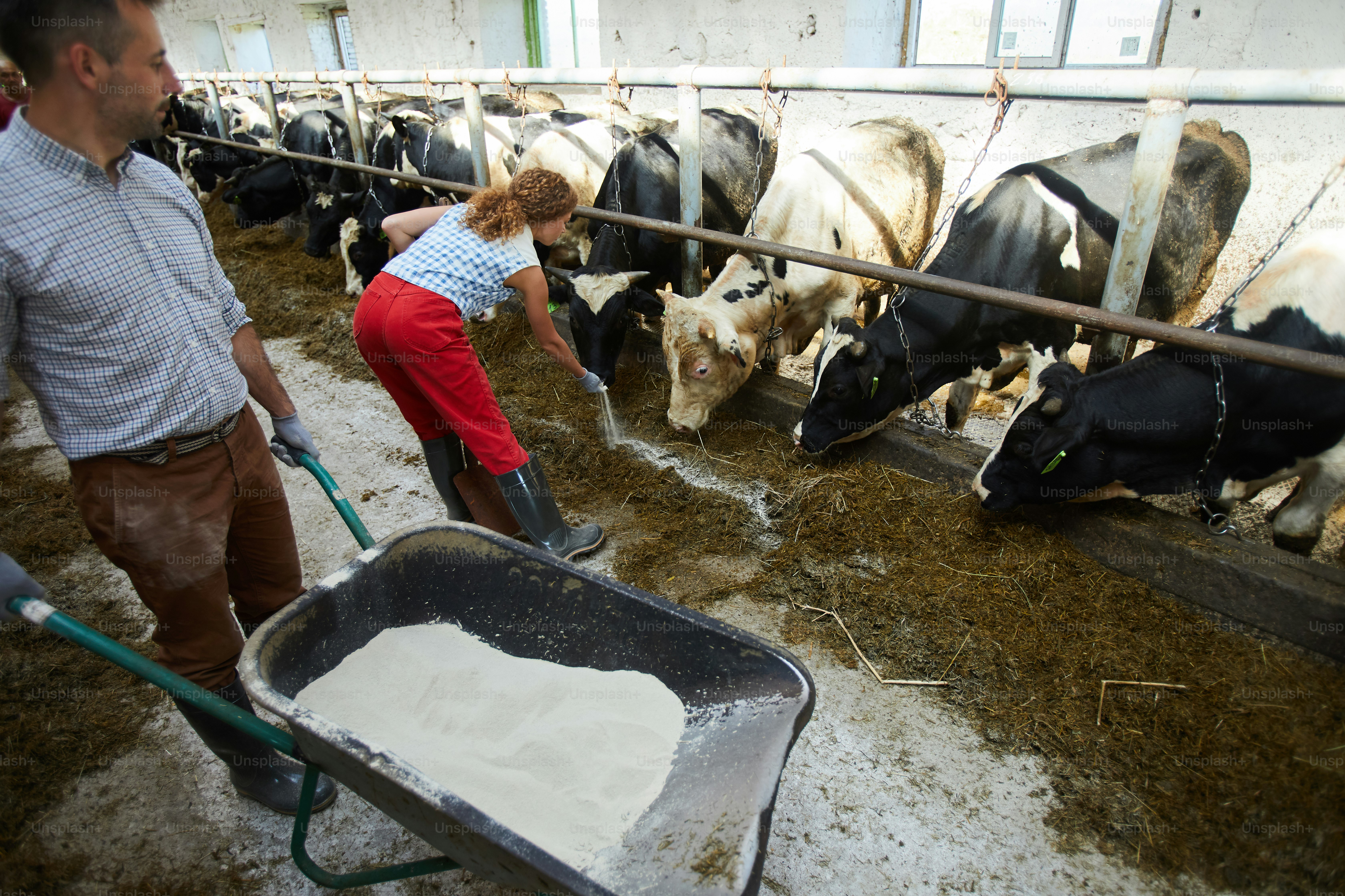 High angle portrait of two modern farm workers caring for cows and ...