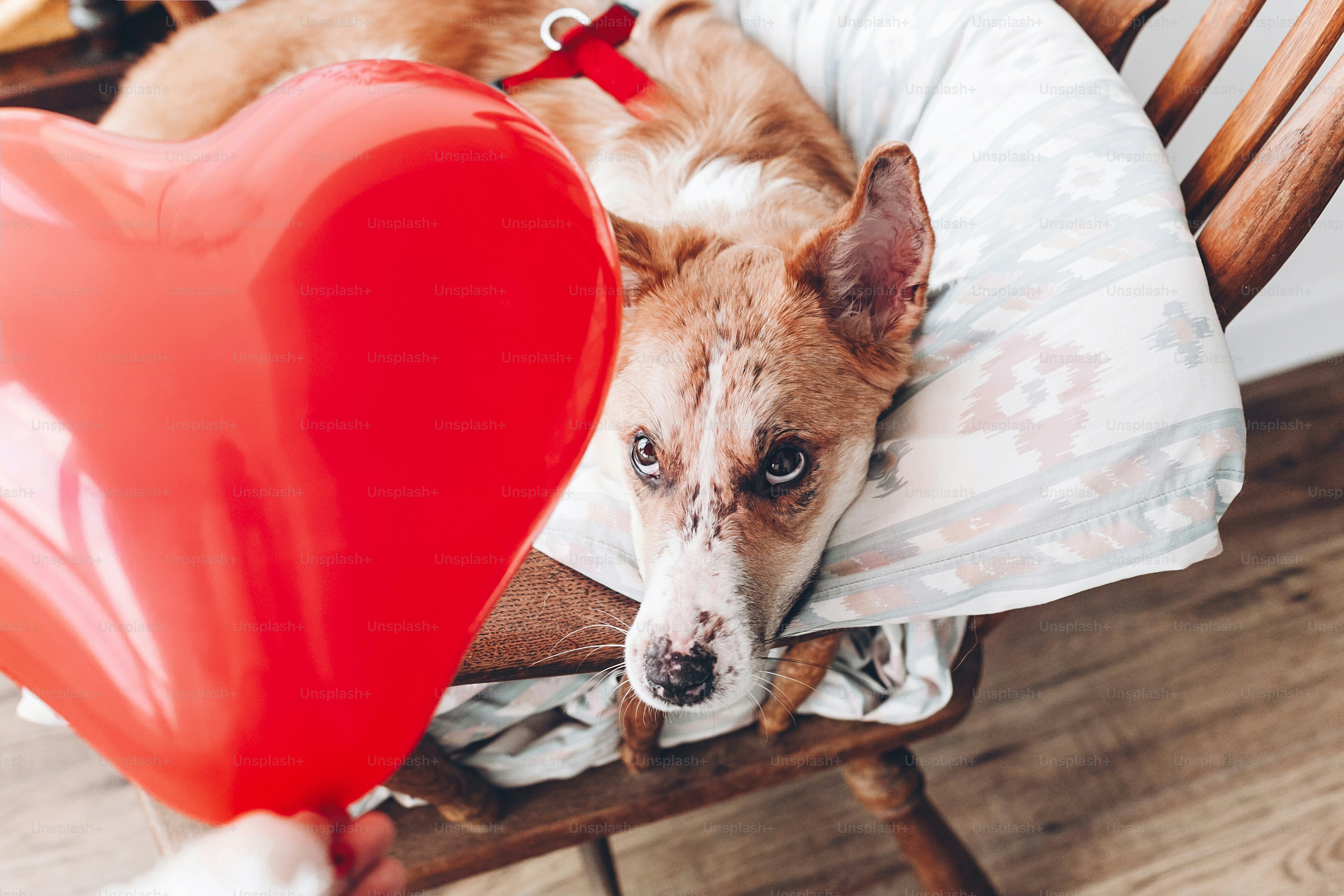 Valentine Dog Pictures | Download Free Images on Unsplash