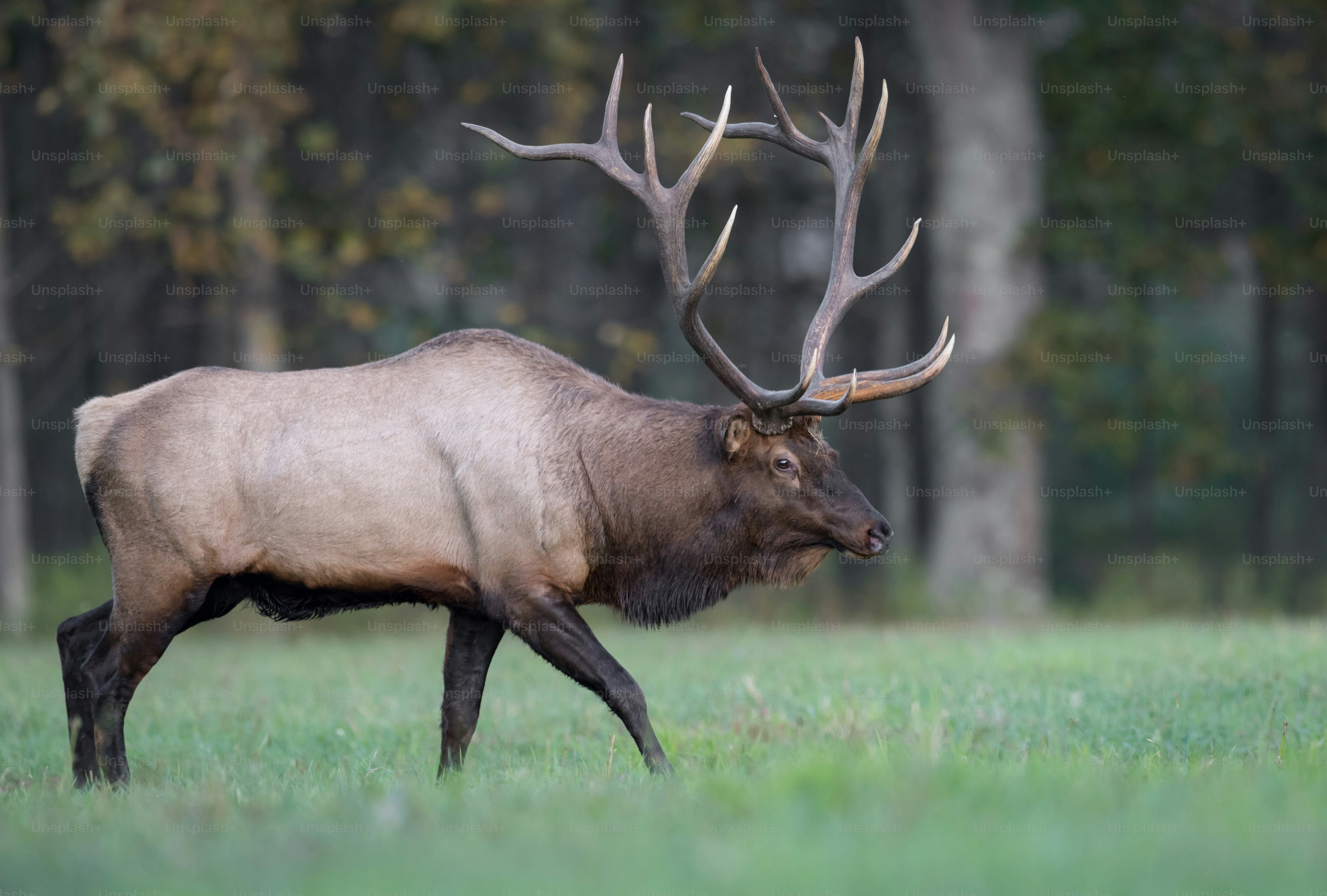 Foto Un alce en Pensilvania – Animal Imagen en Unsplash