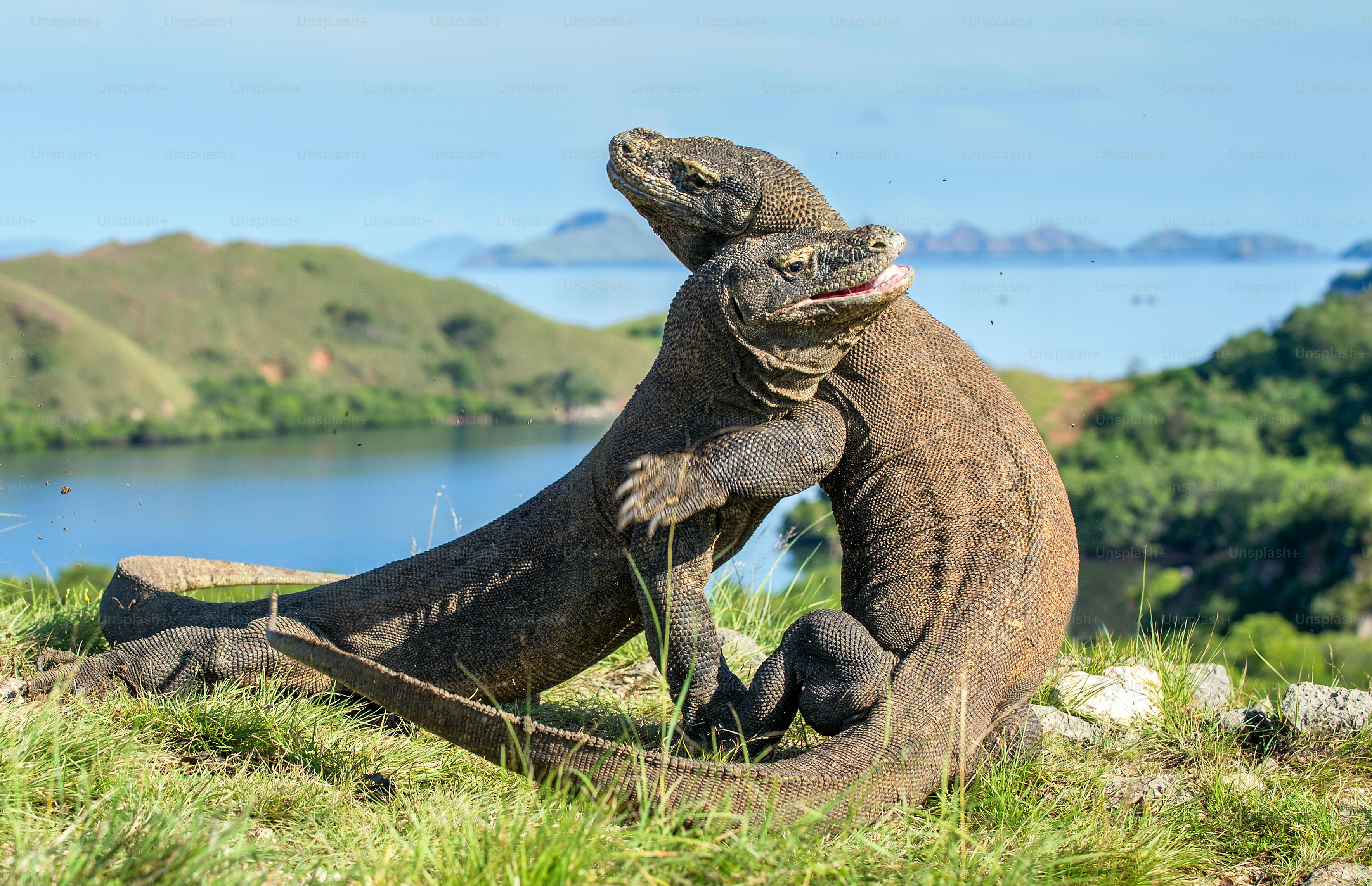 Les dragons comodo combattant (Varanus komodoensis) pour la domination ...