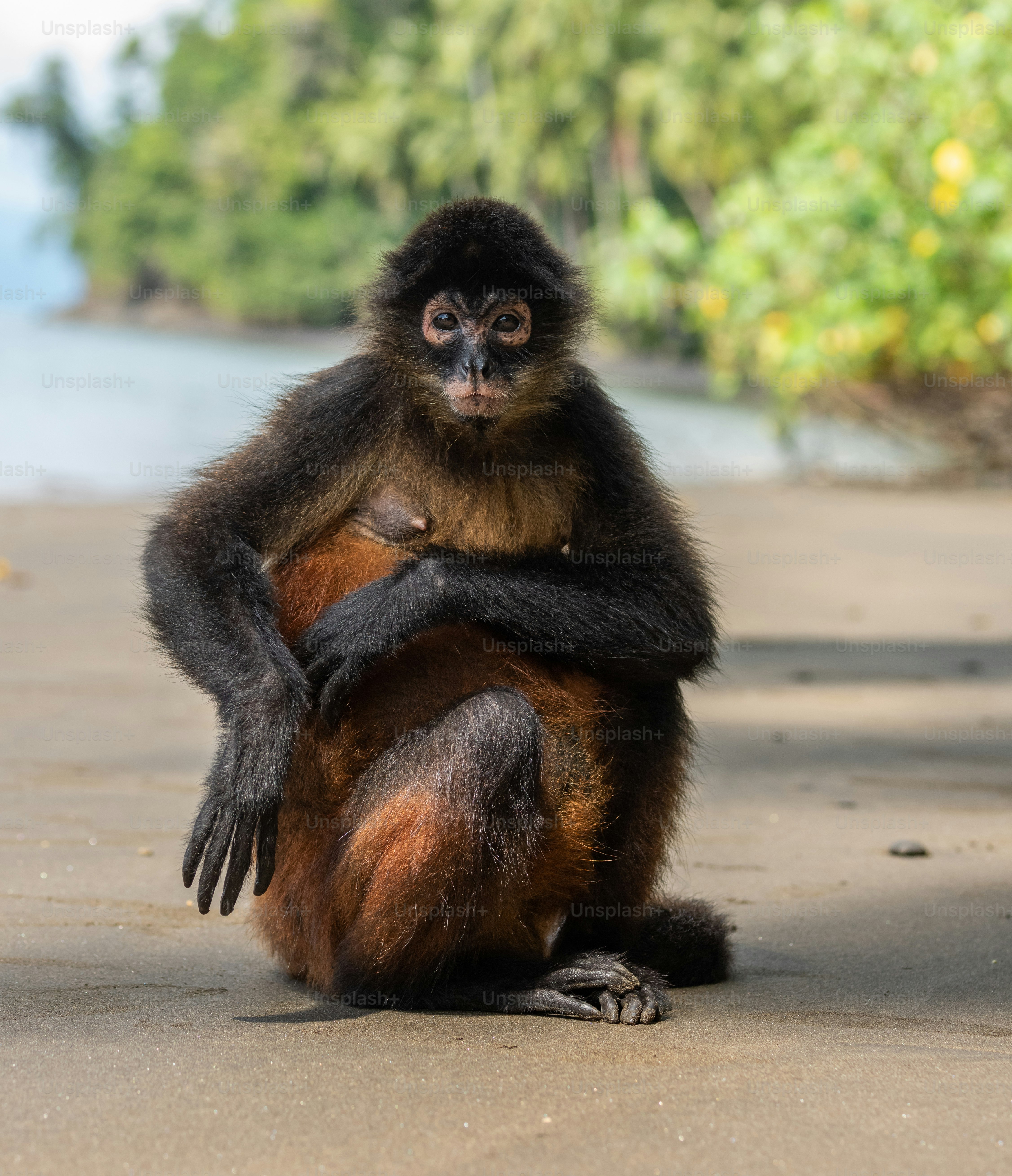 Singe Grimpant Photos | Télécharger des images gratuites sur Unsplash