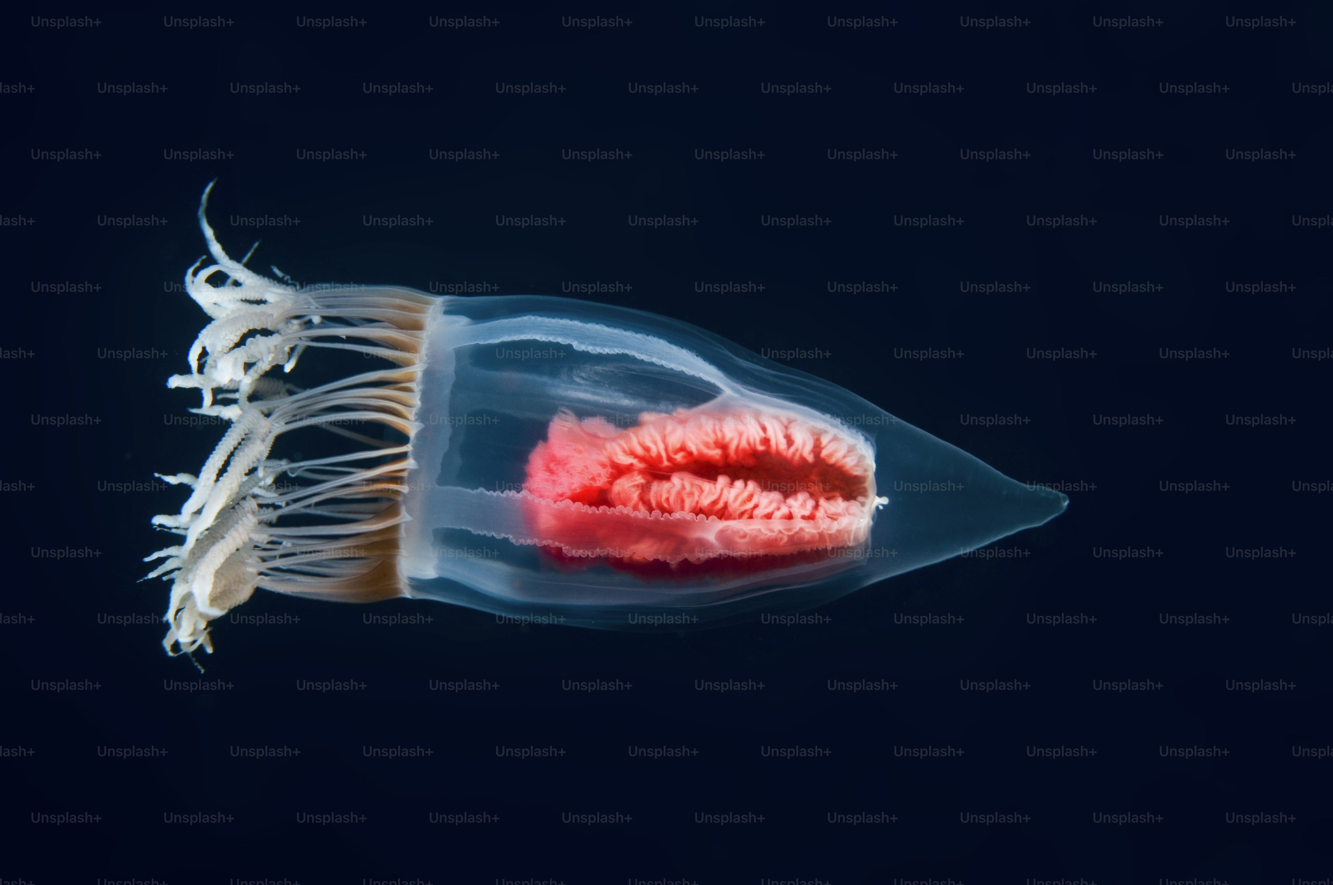 A Neoturris pileata in Aegean Sea in Turkey photo – Invertebrate Image ...