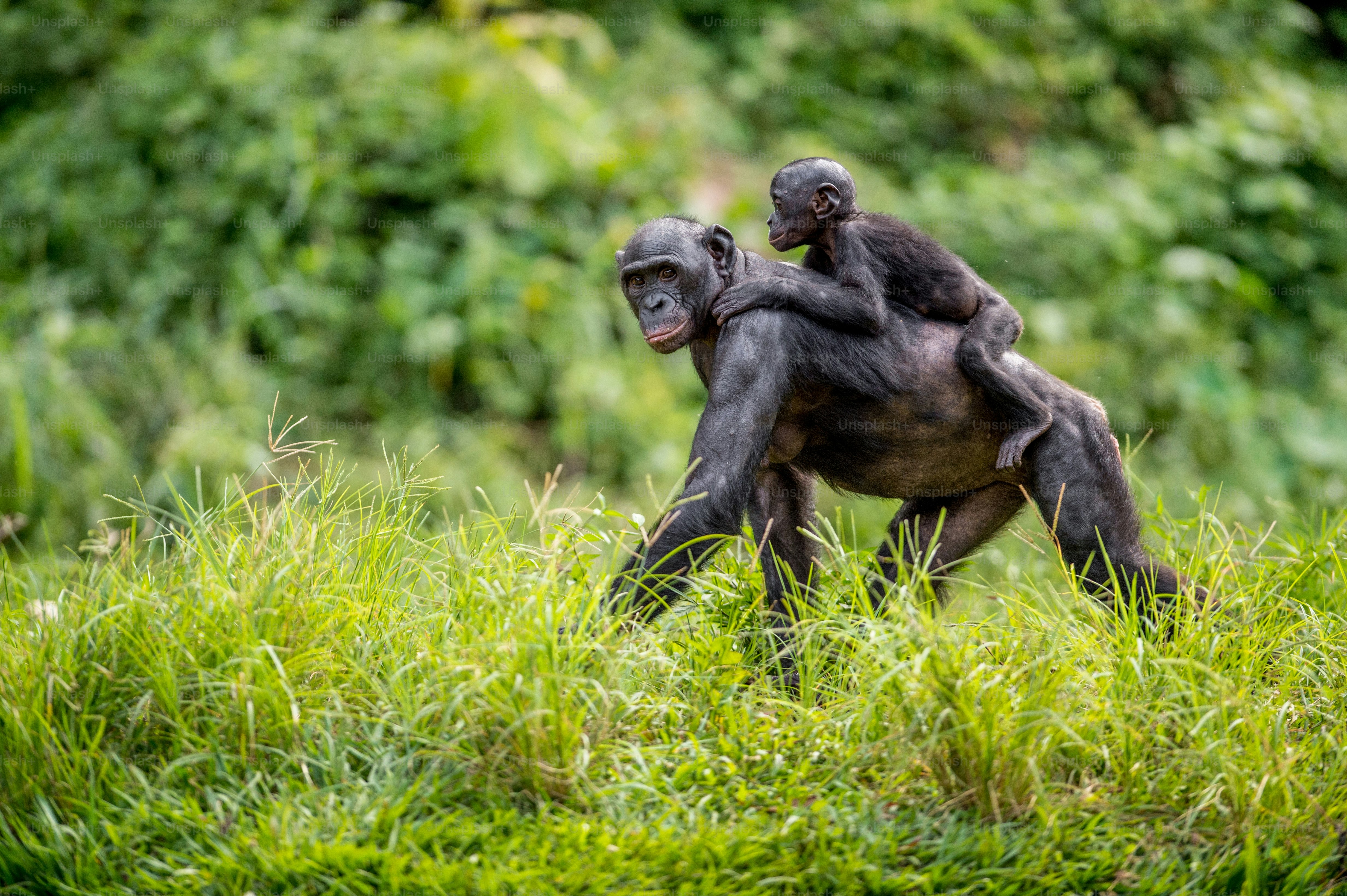 Cachorro de bonobo en la espalda de la madre en hábitat natural. Fondo natural verde. El bonobo ...