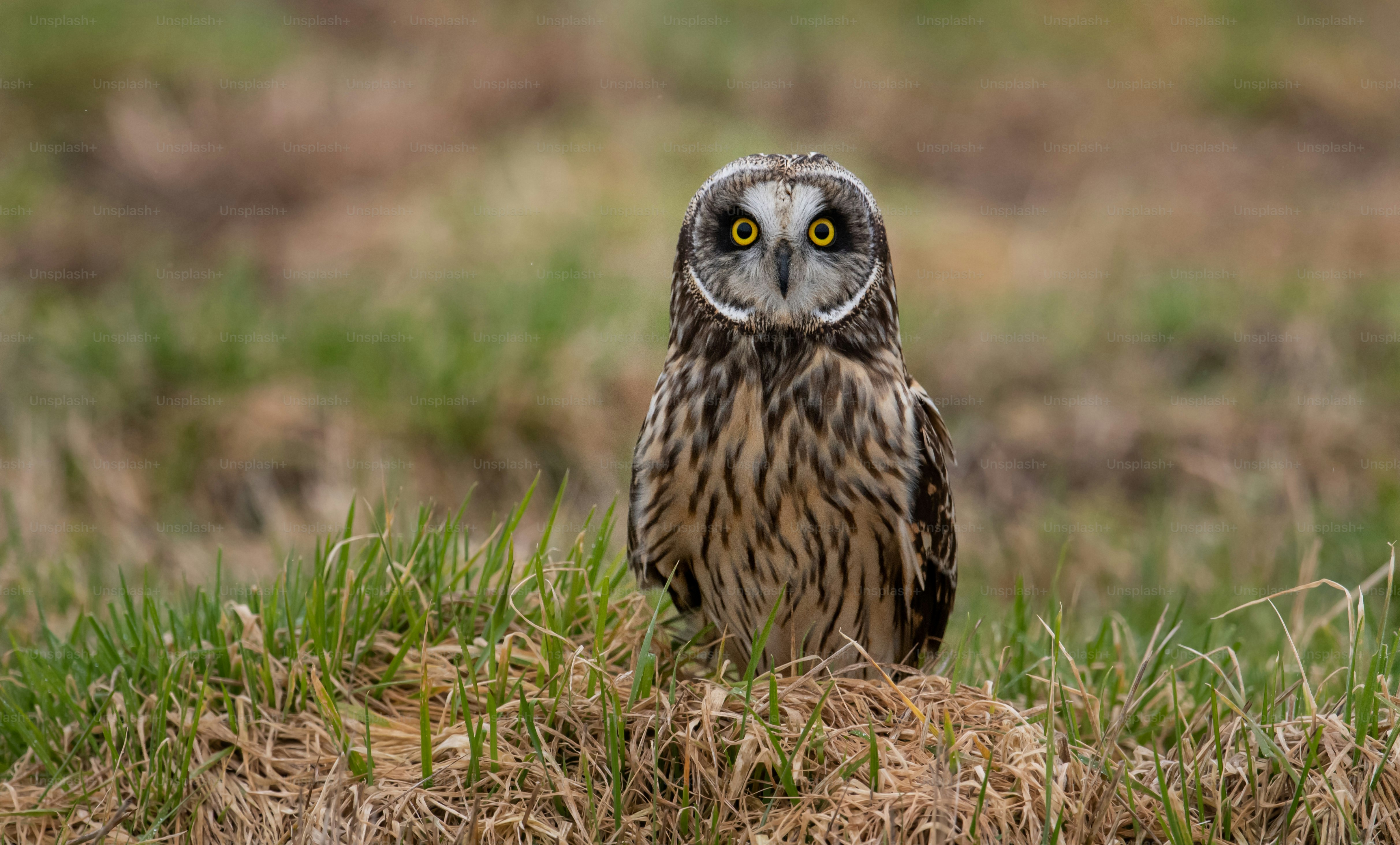 Hibou Volant Photos | Télécharger des images gratuites sur Unsplash
