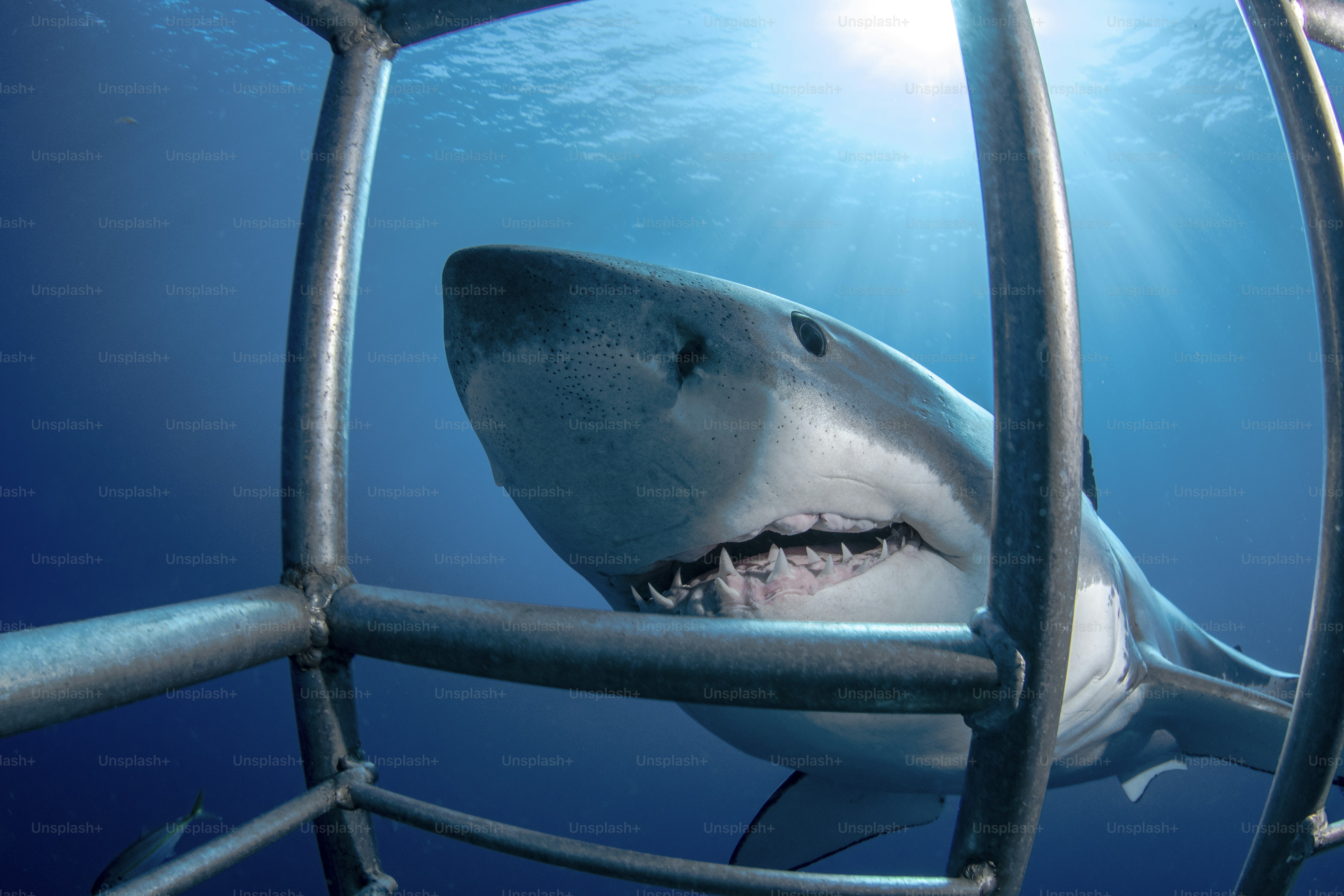 A Cage Diving in Guadalupe Island in Mexico photo – Great white shark ...
