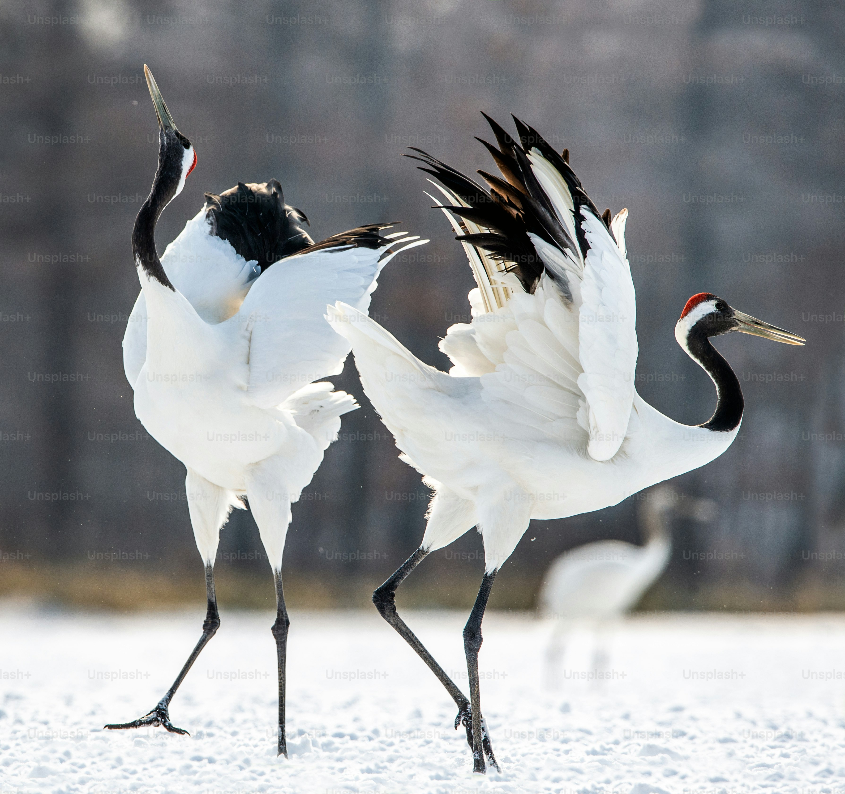 Red Crowned Crane Dance