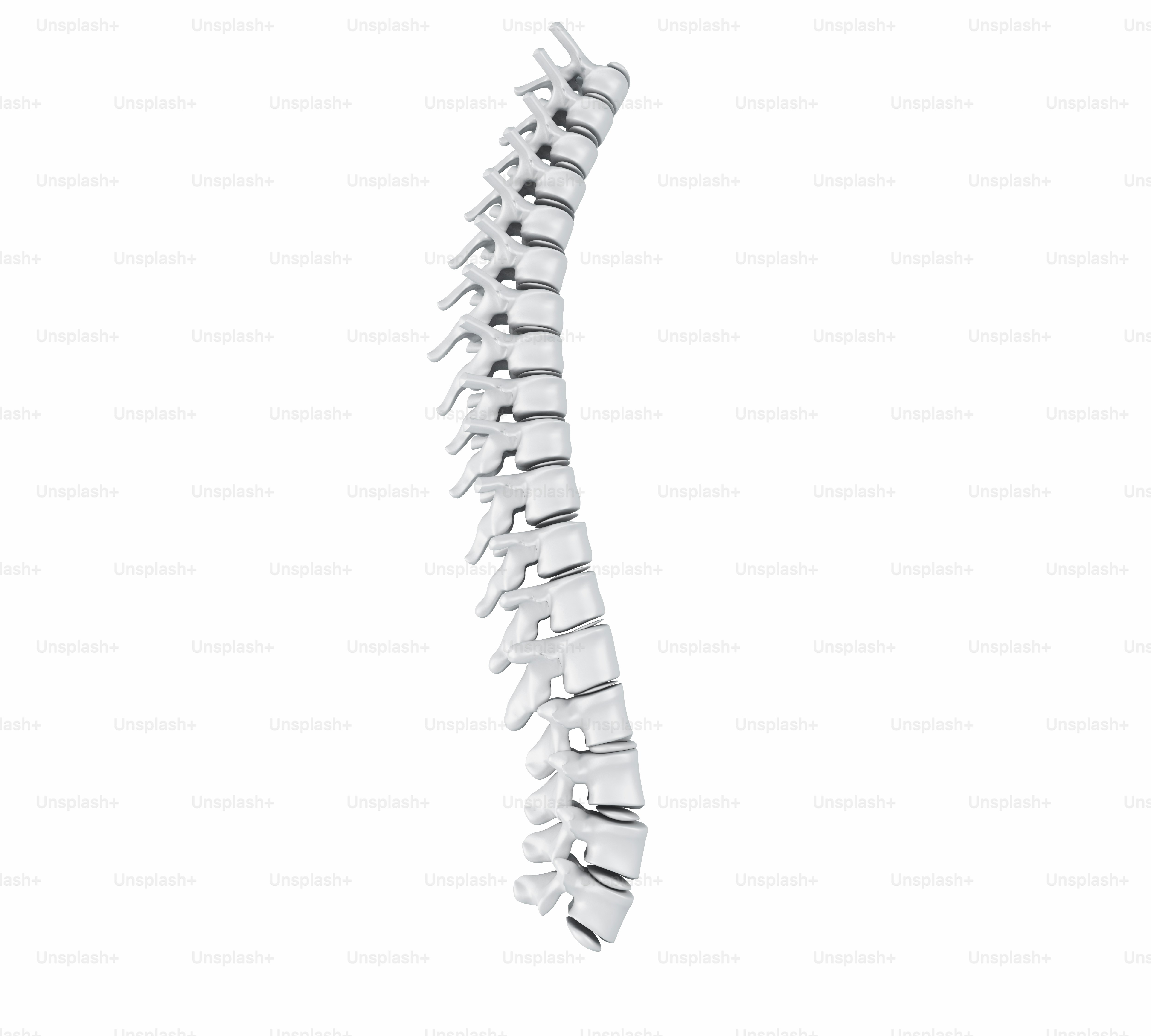 3d illustration. Human Spine Anatomy on isolated white background ...
