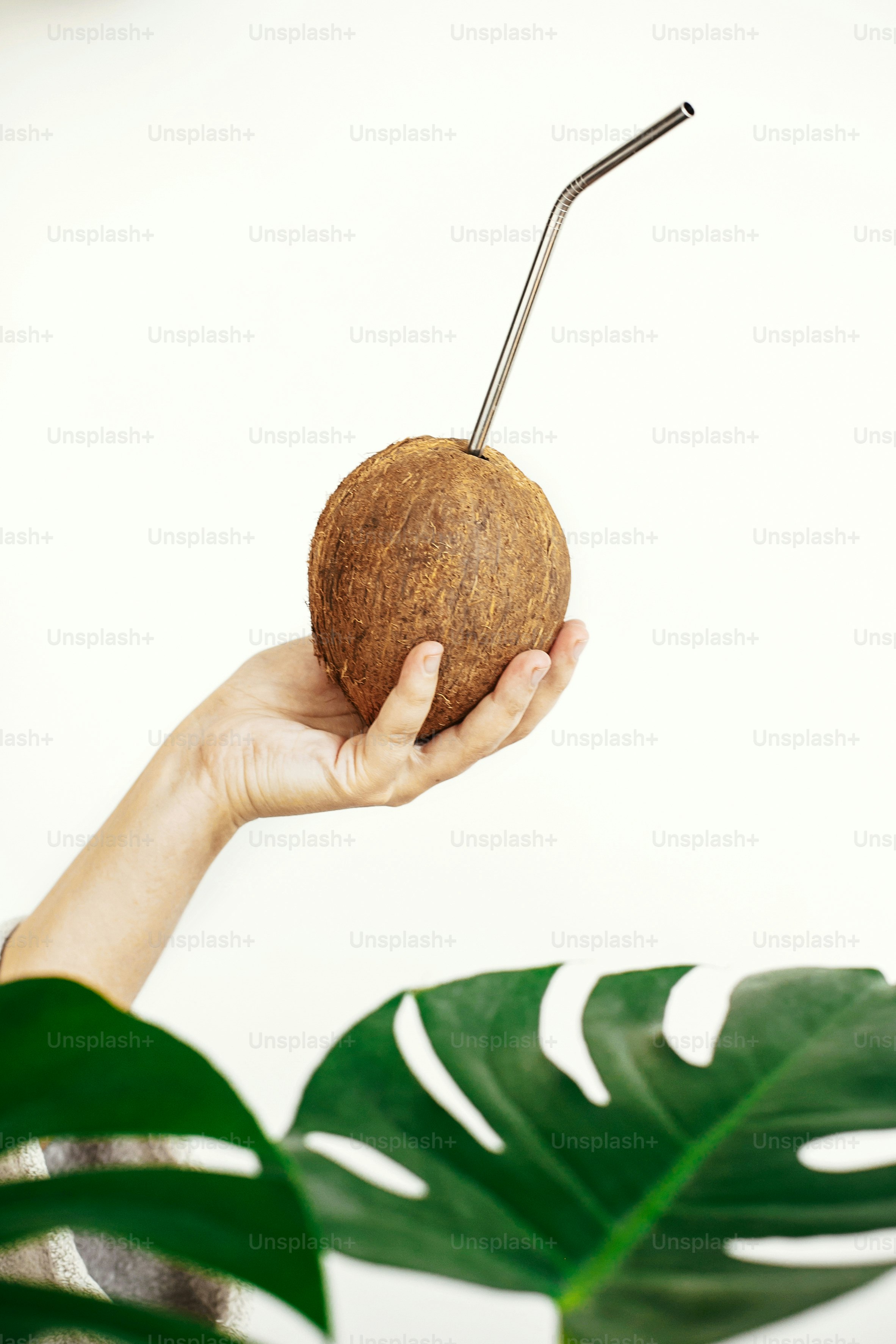 750+ Coconut Pictures | Download Free Images on Unsplash