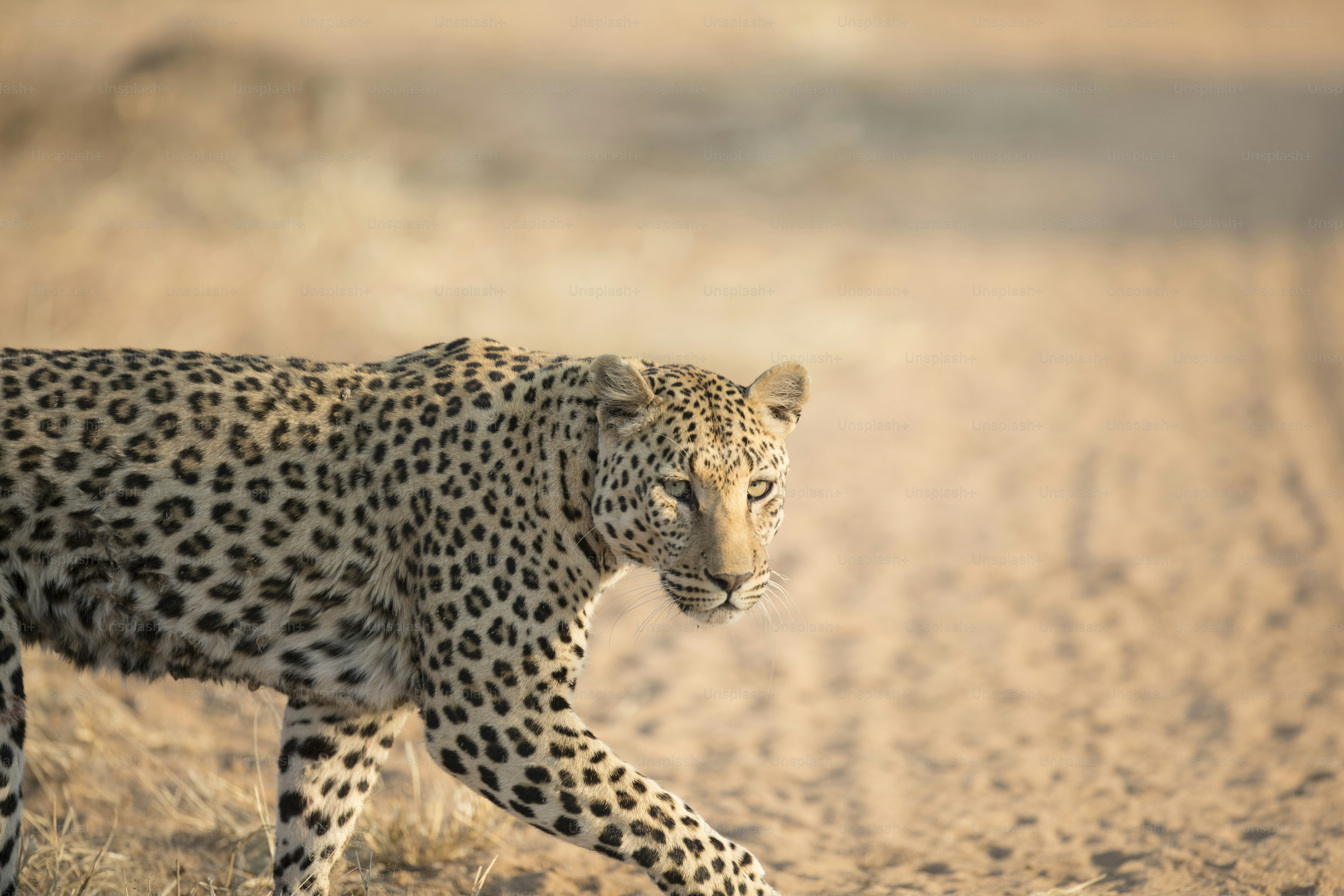 Leopard in morning sun photo – Leopard Image on Unsplash