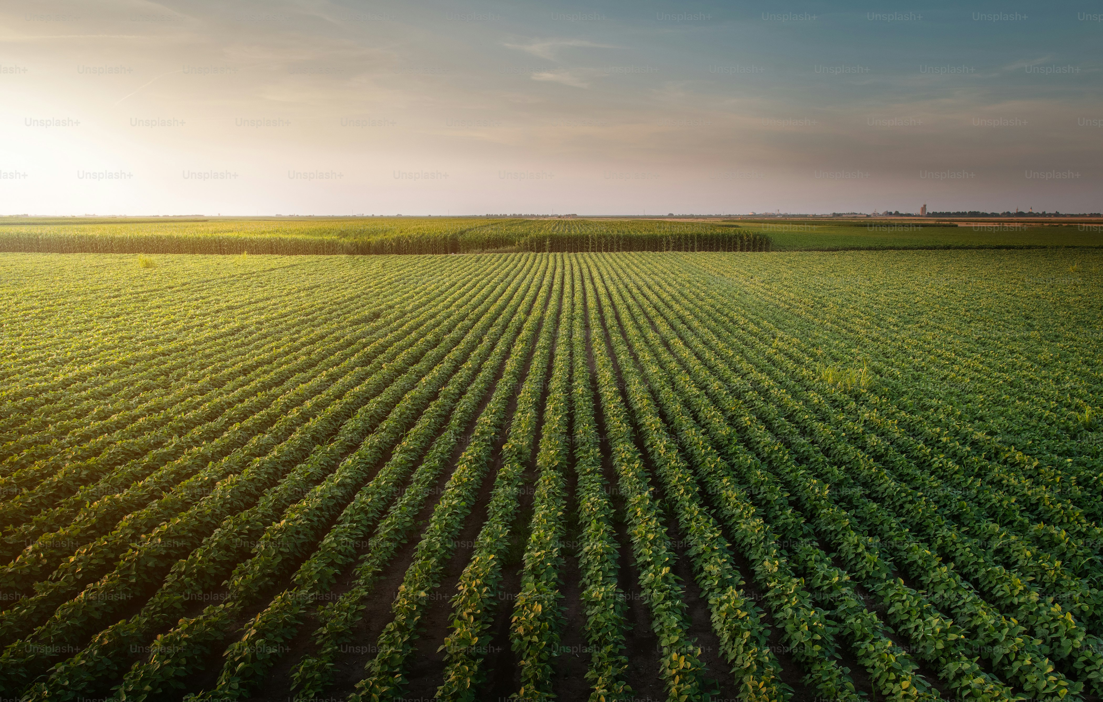 Soy bean fields in summer season at sunset. photo – Nature Image on ...