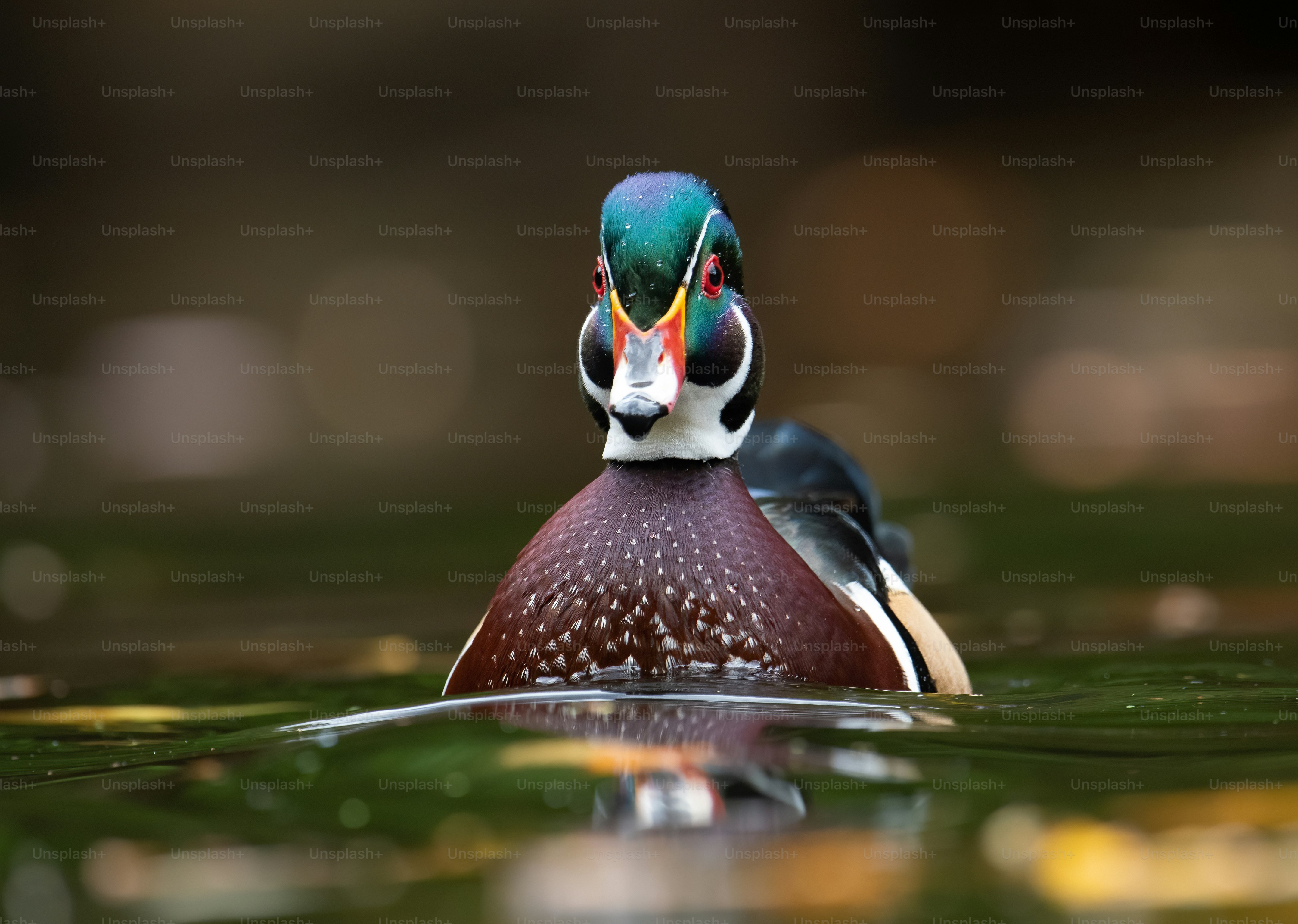 Foto Un pato macho en un arroyo de Pensilvania. – Pato en el agua ...
