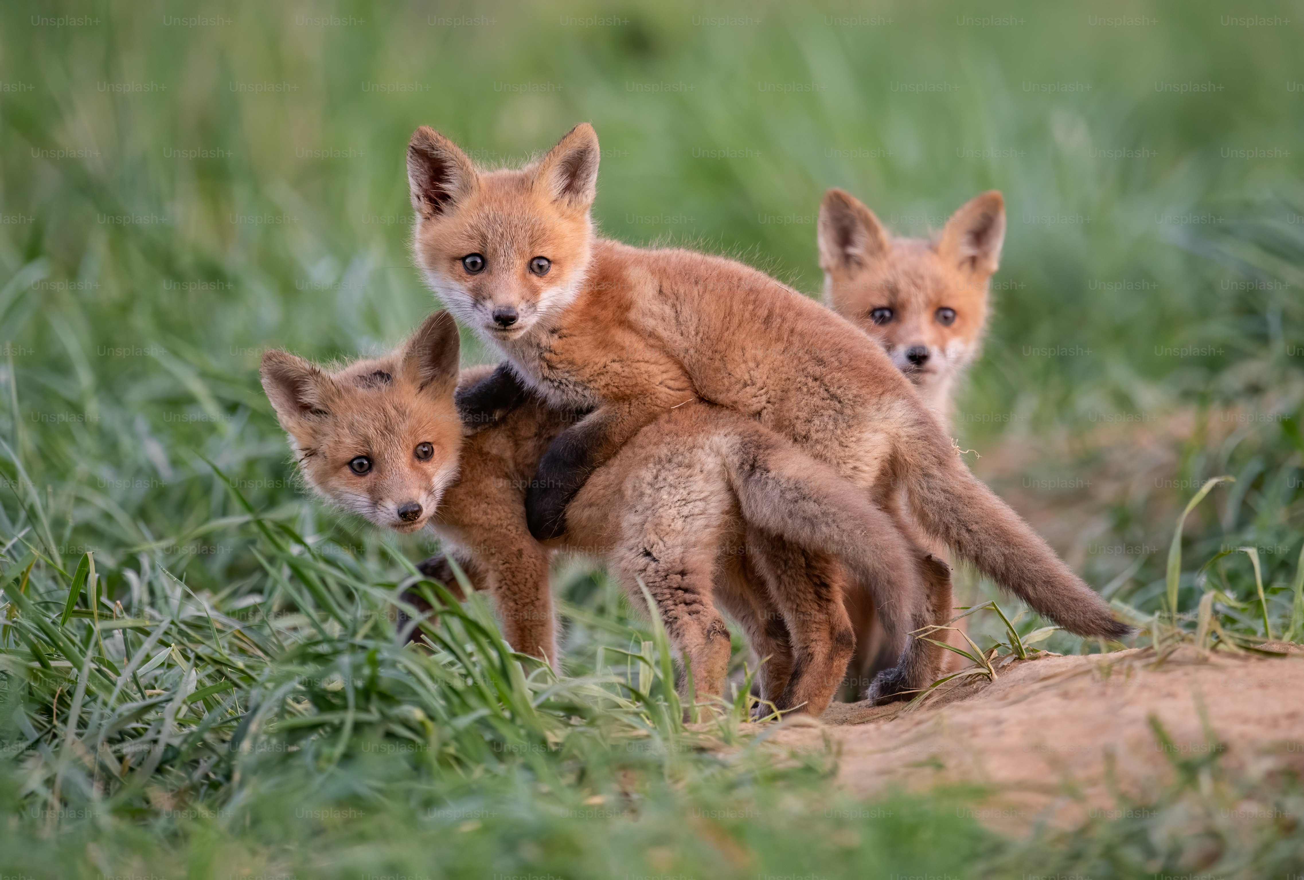 A red fox in New Jersey photo – Prey Image on Unsplash