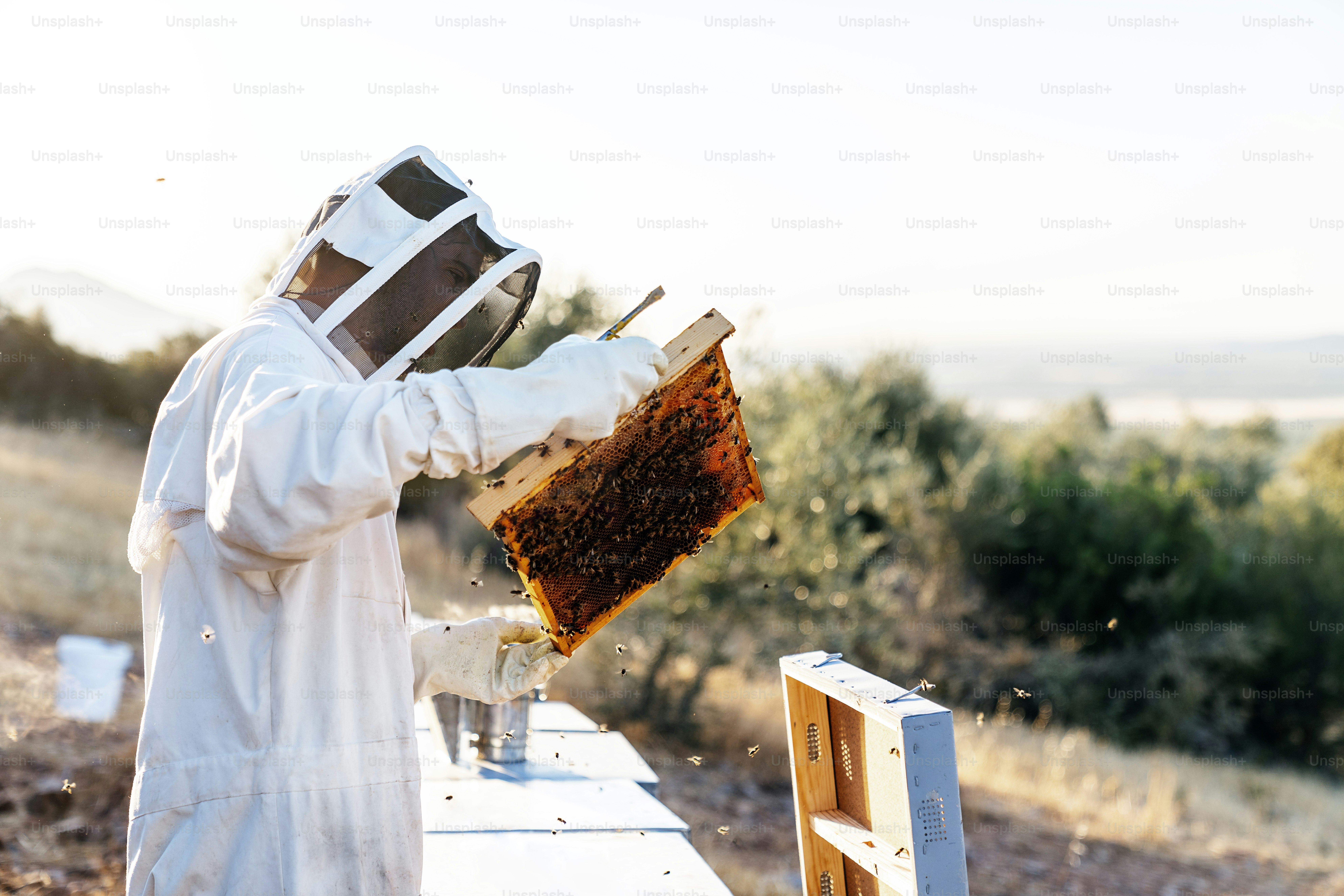 Beekeeper working collect honey. Beekeeping concept photo – Honey bee ...