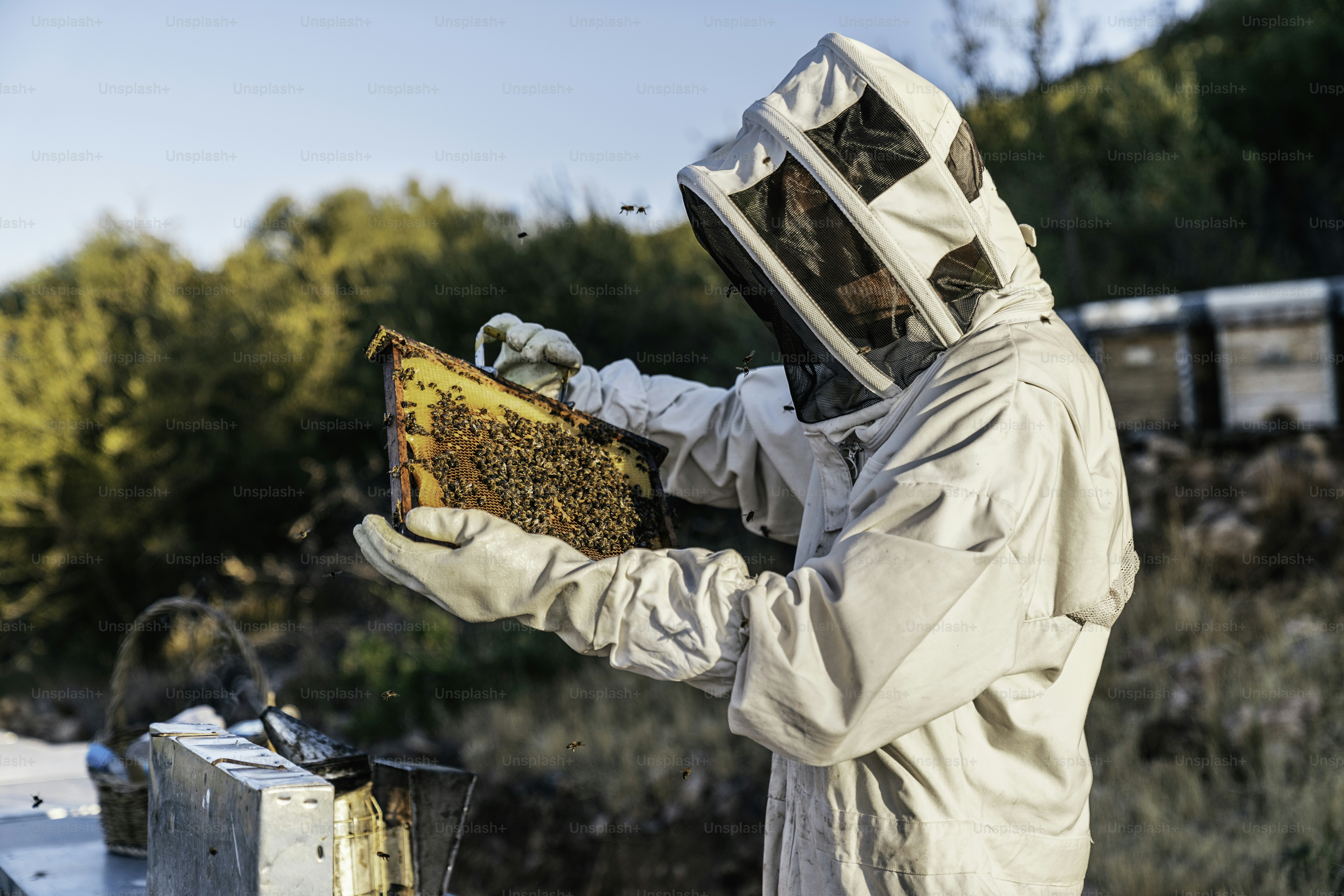 Beekeeper working collect honey. Beekeeping concept photo – Honey bee ...