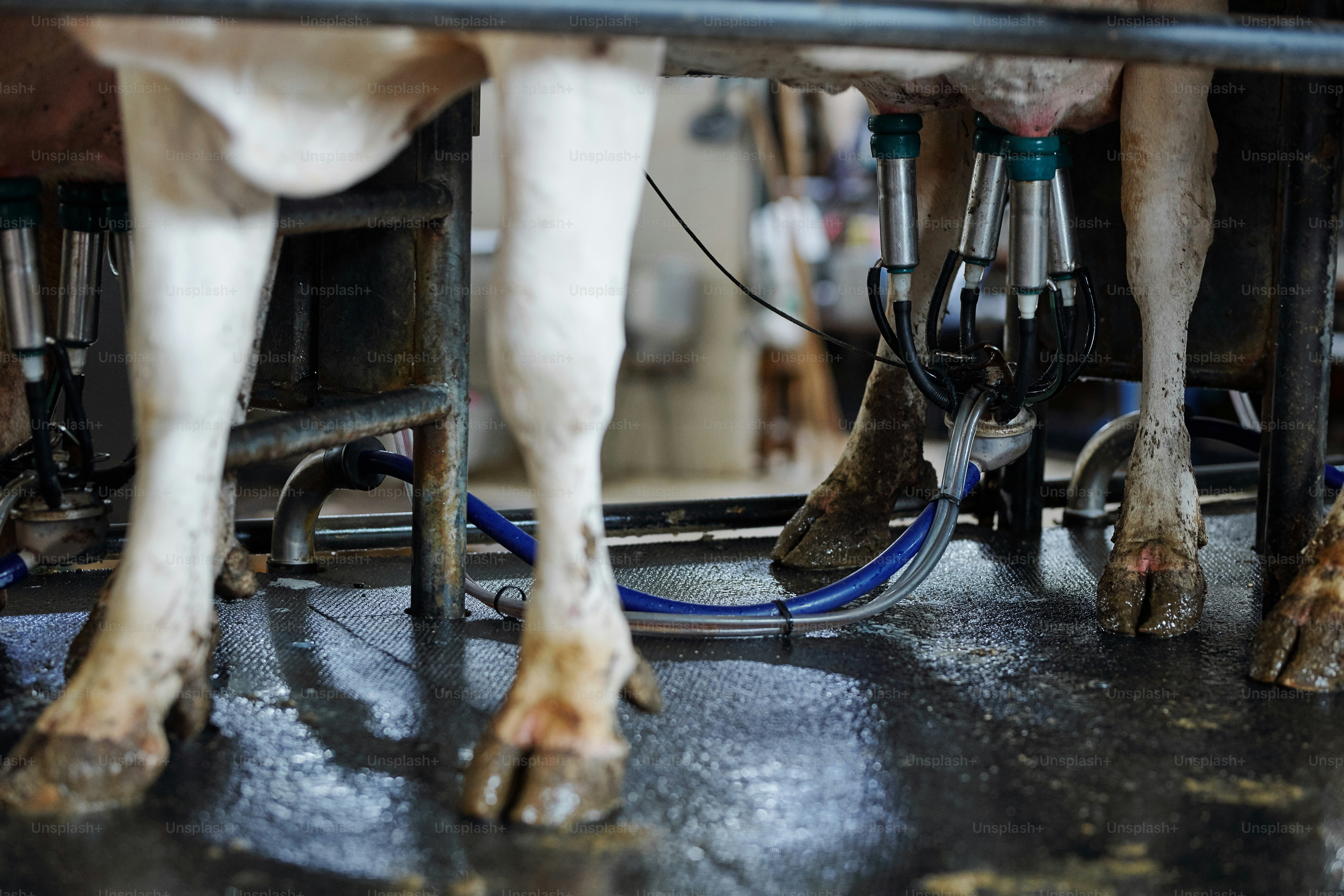 Foto Patas de un grupo de vacas lecheras de pie en el establo y sus ...