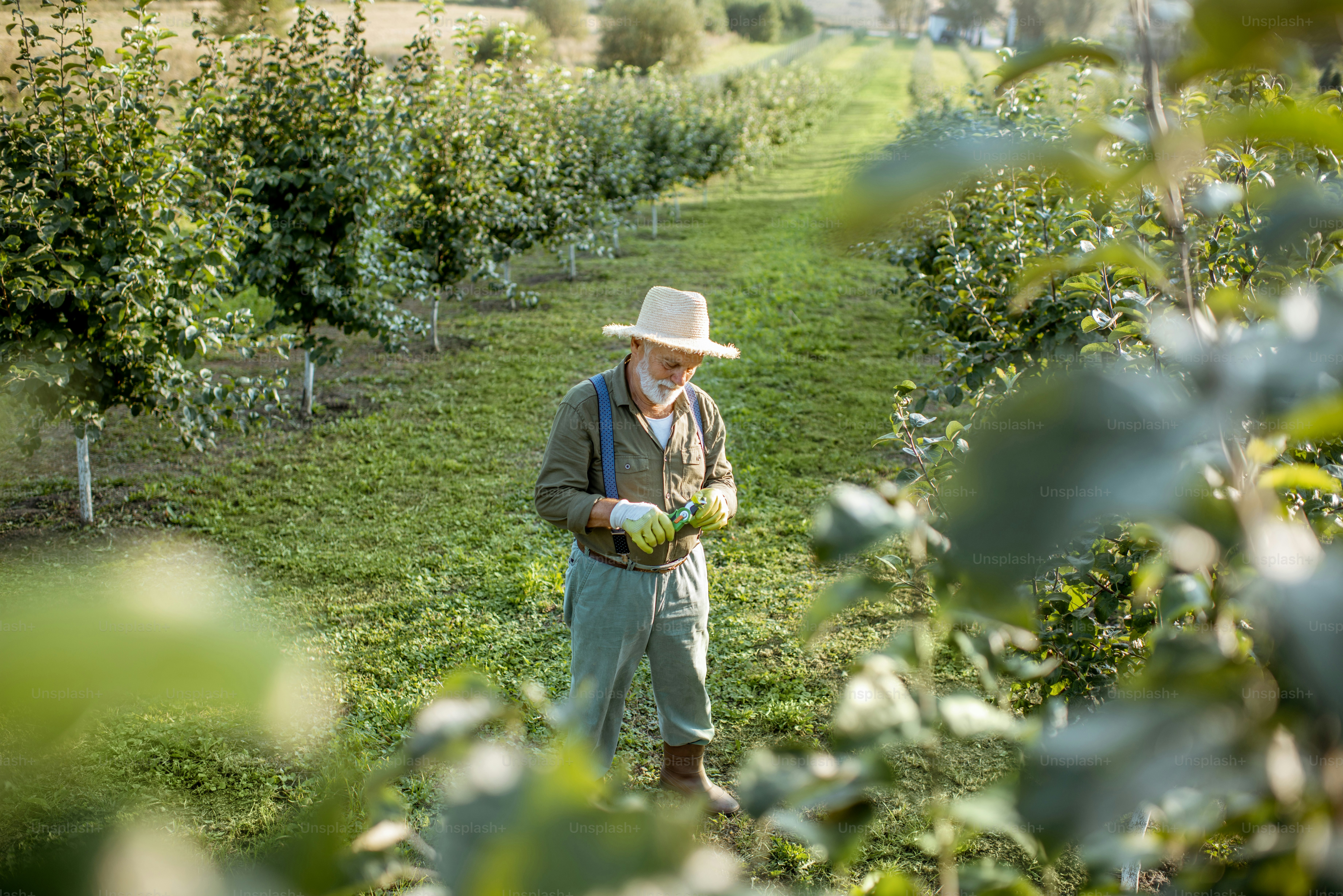 Senior gardener in the apple orchard, landscape view from above ...