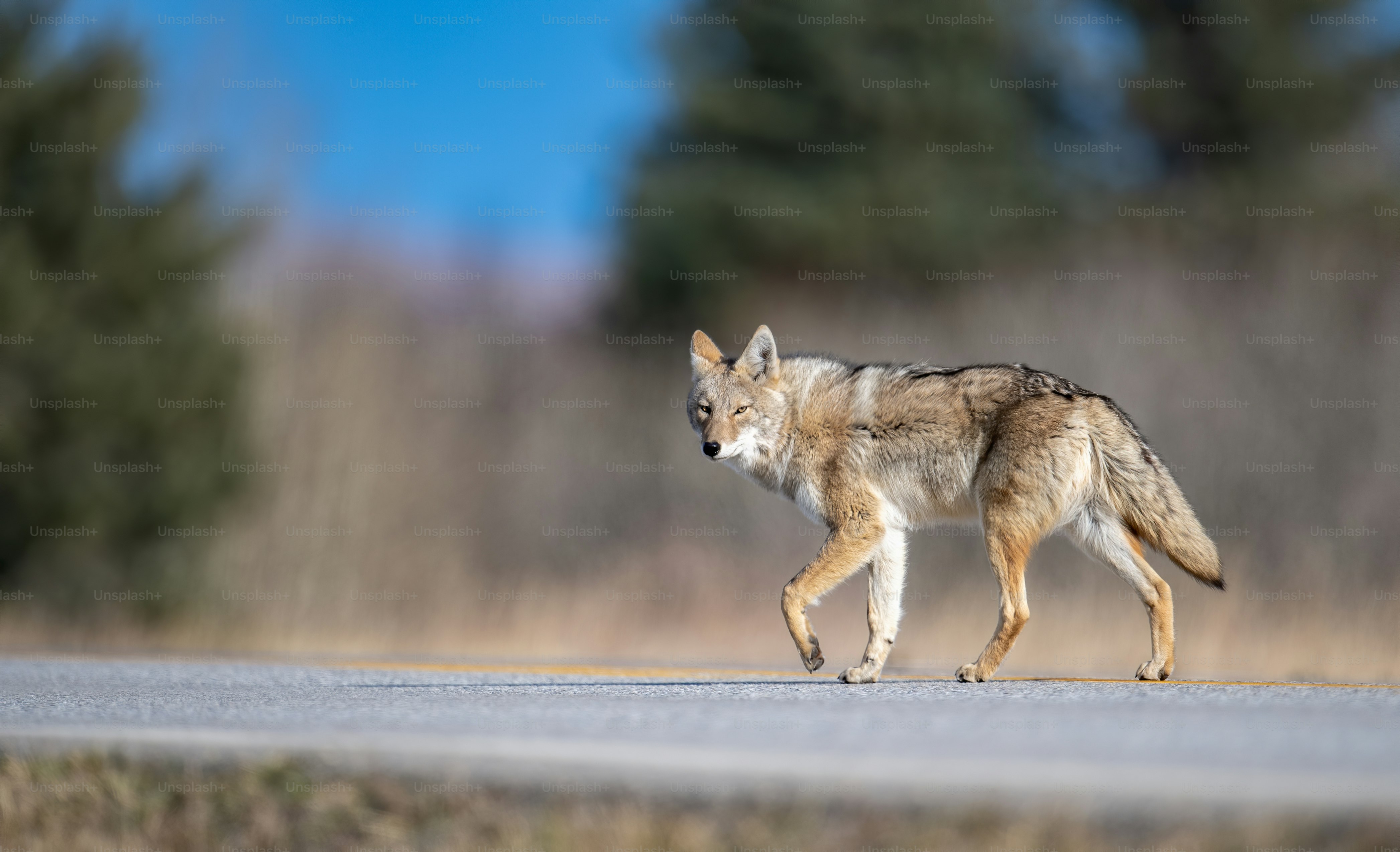 A coyote in Banff, Canada. photo – Coyote Image on Unsplash