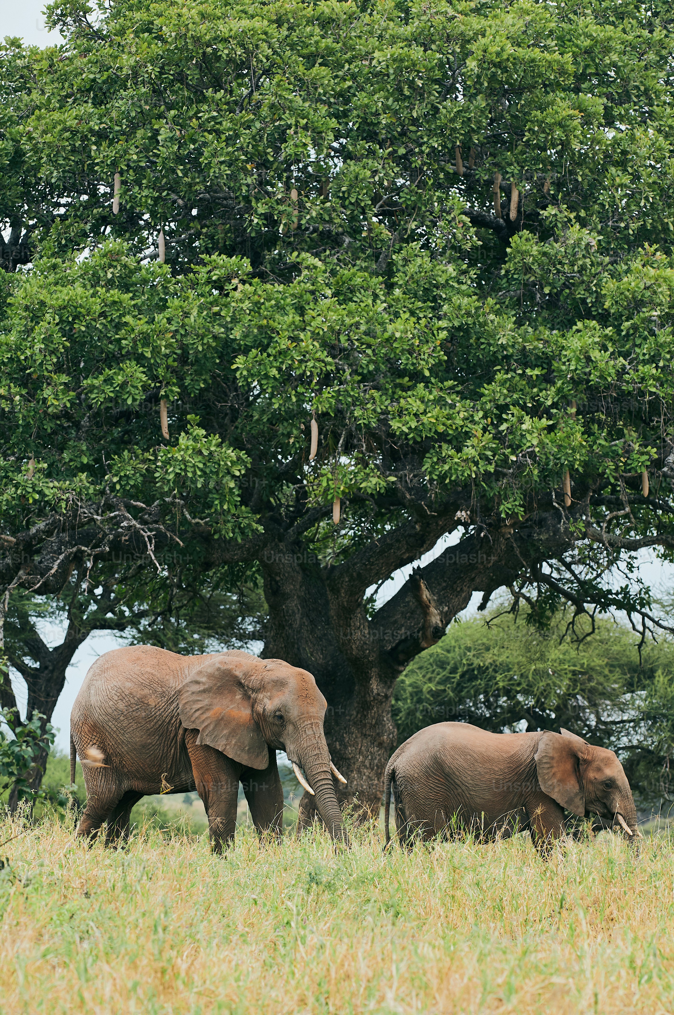 Foto Dos elefantes africanos (Loxodonta africana) caminan por la sabana ...