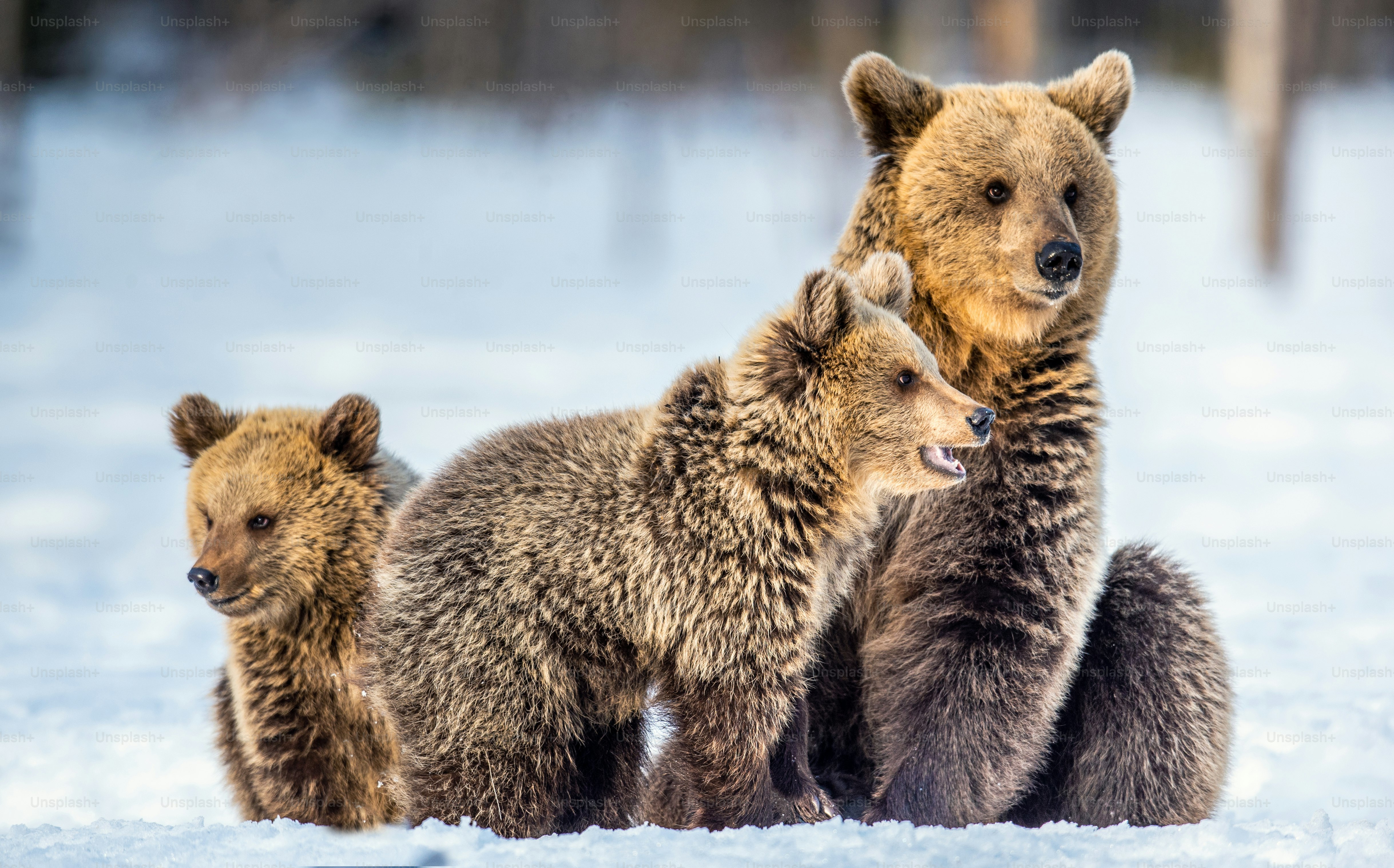 50,000+ Baby Bear Pictures | Download Free Images on Unsplash