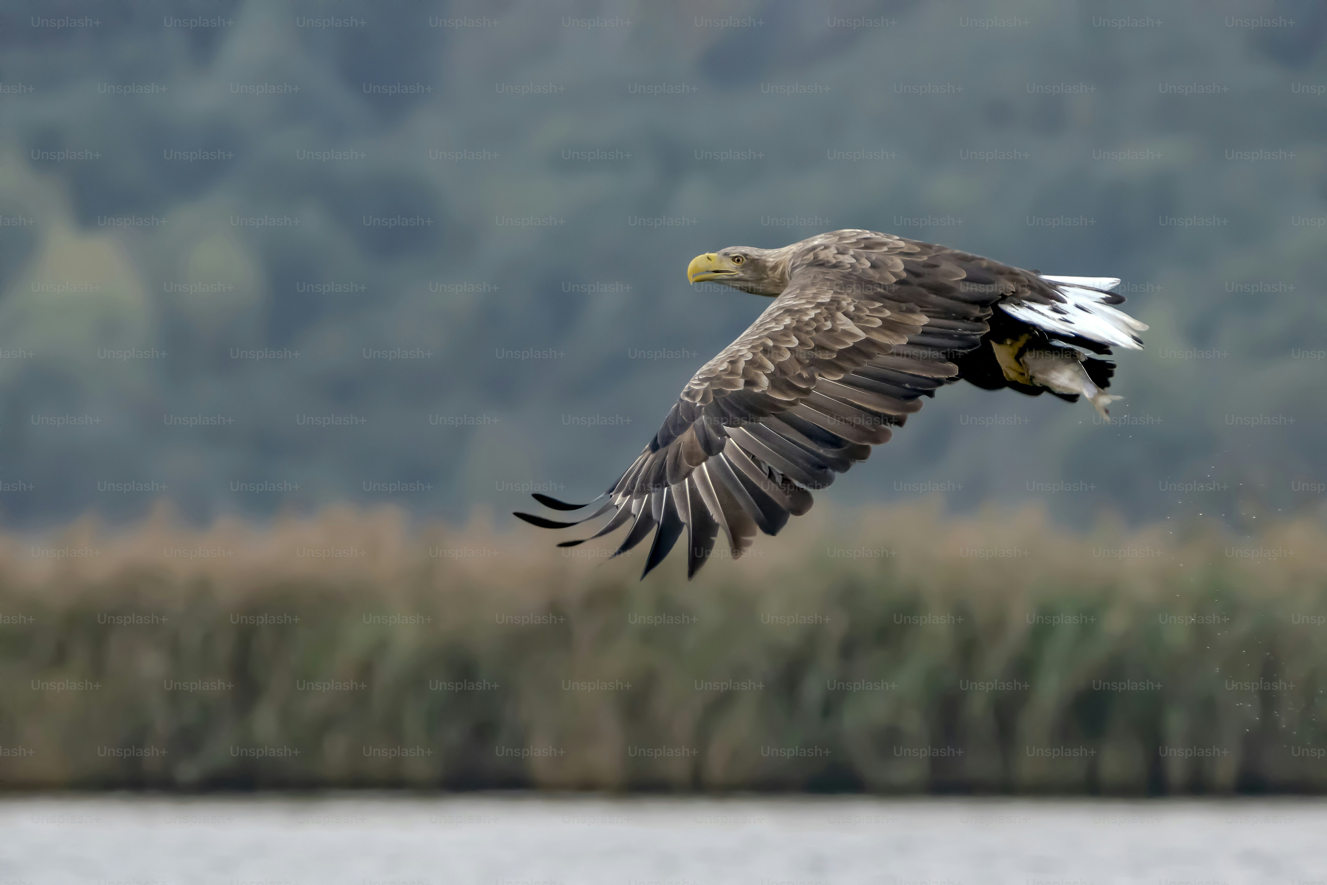 White tailed eagle (Haliaeetus albicilla) taking a fish out of the ...