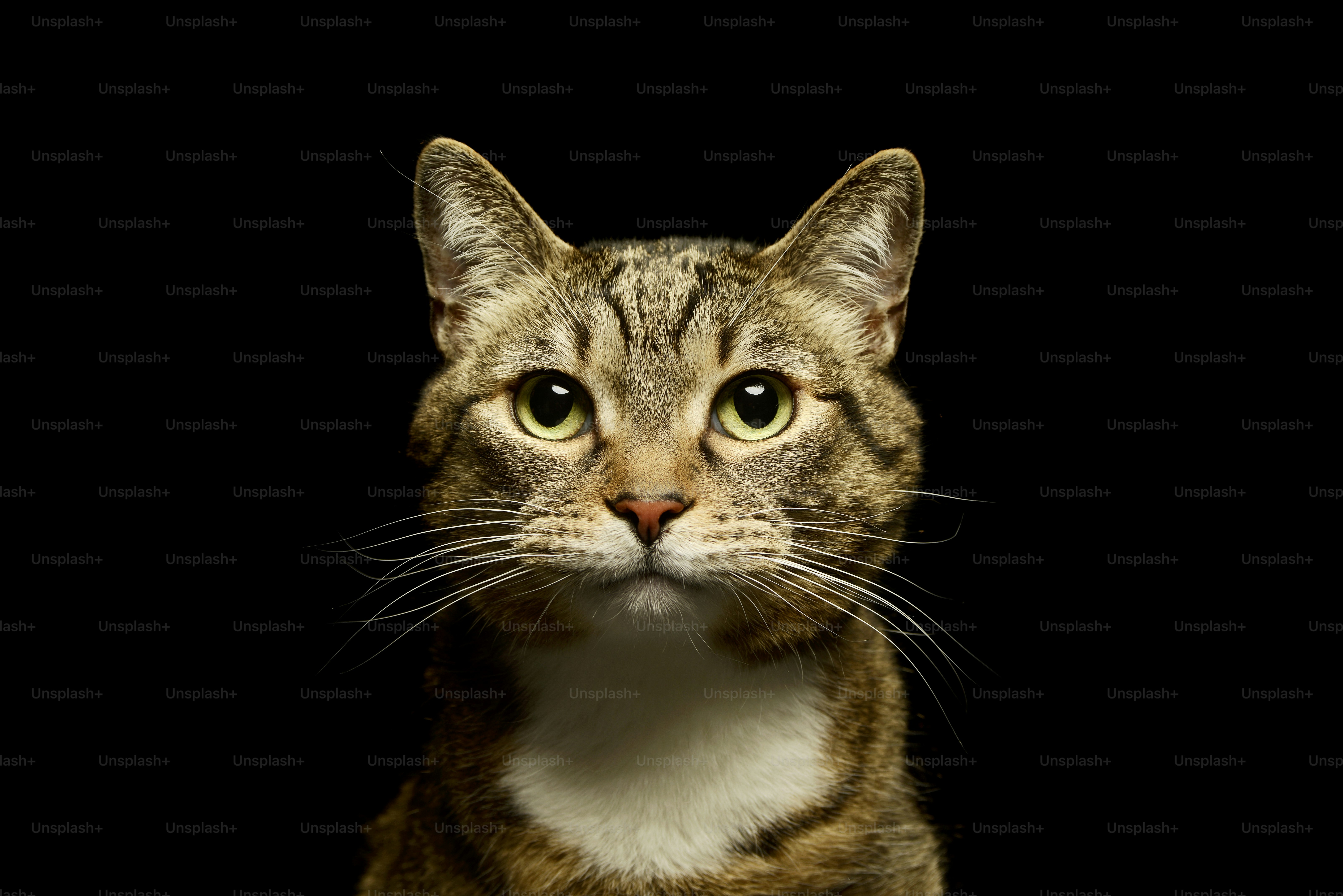 Cat Portrait Pictures | Download Free Images on Unsplash