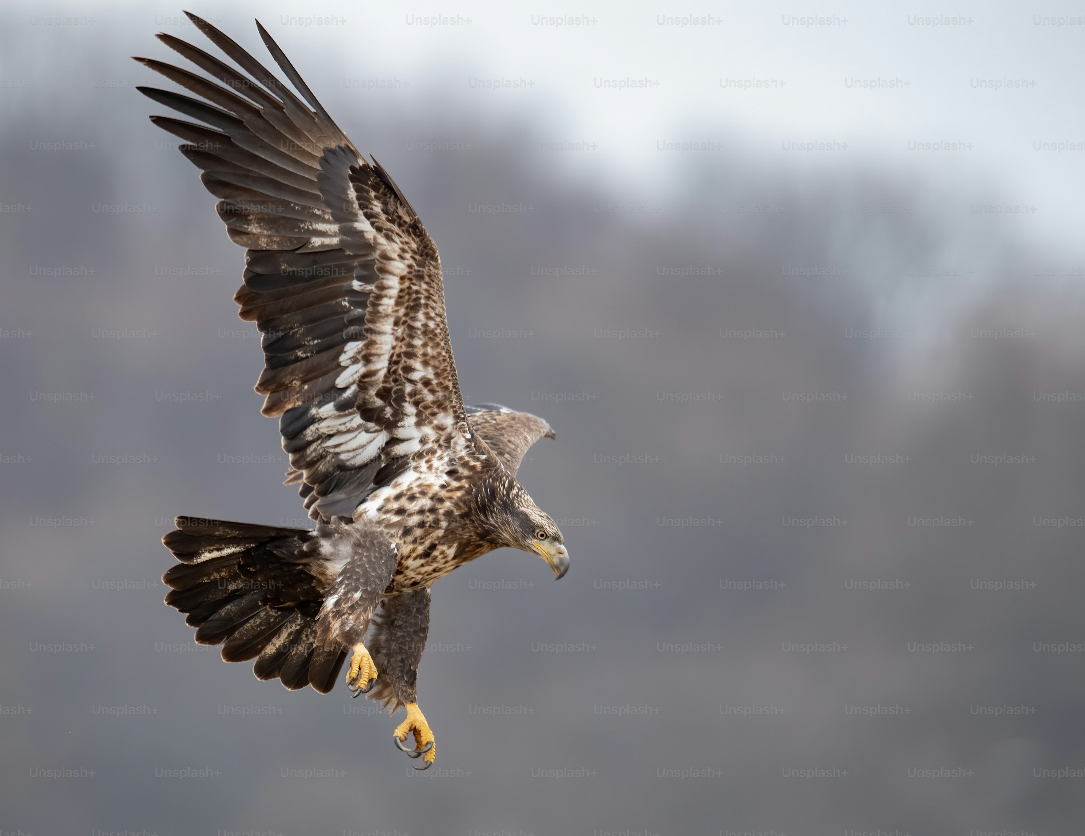 500+ Fotos de Águila Real [HD] | Descargar imágenes y fotos de archivo ...