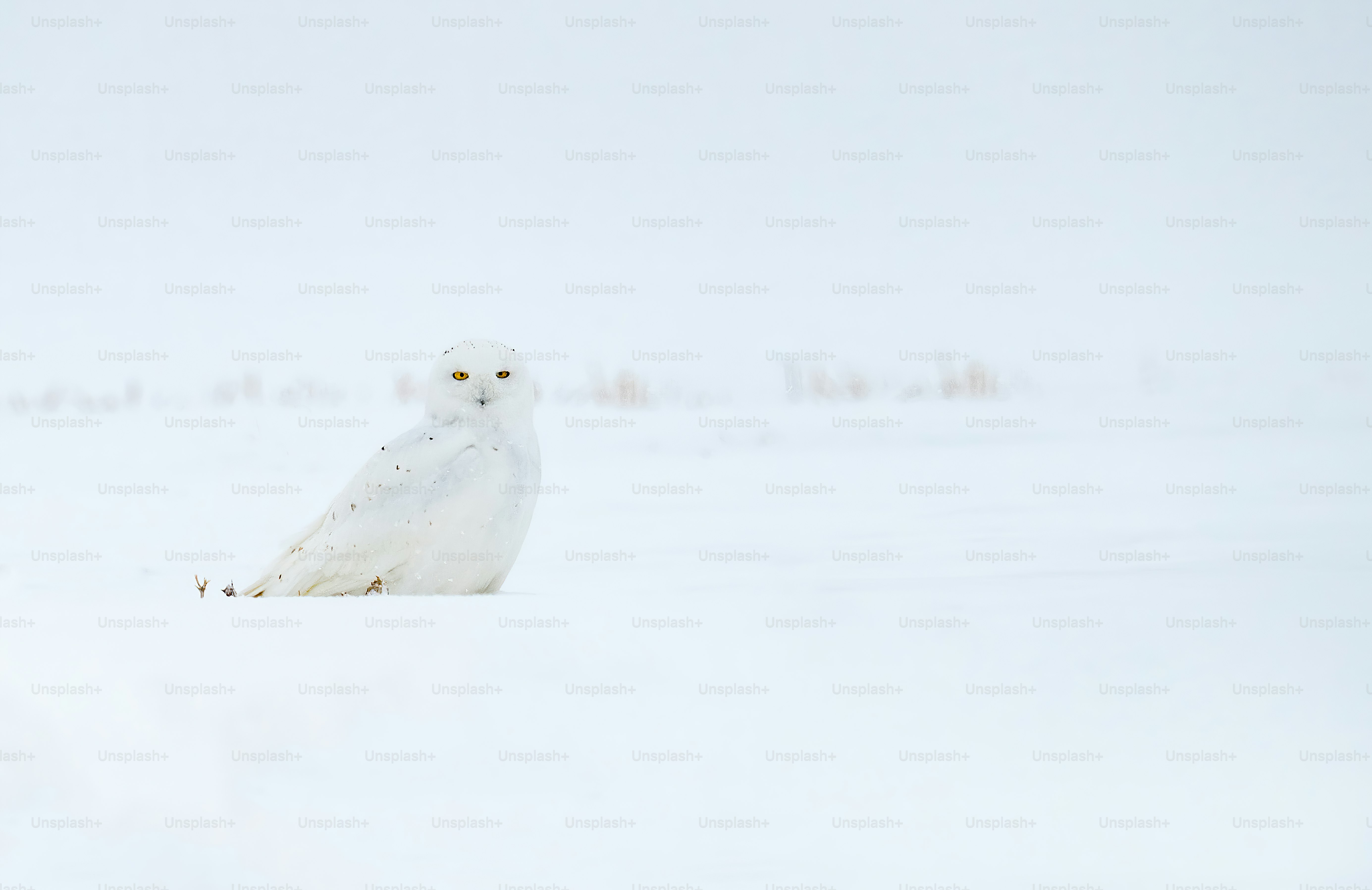 Foto Un búho nival en Canadá – Búho nival Imagen en Unsplash