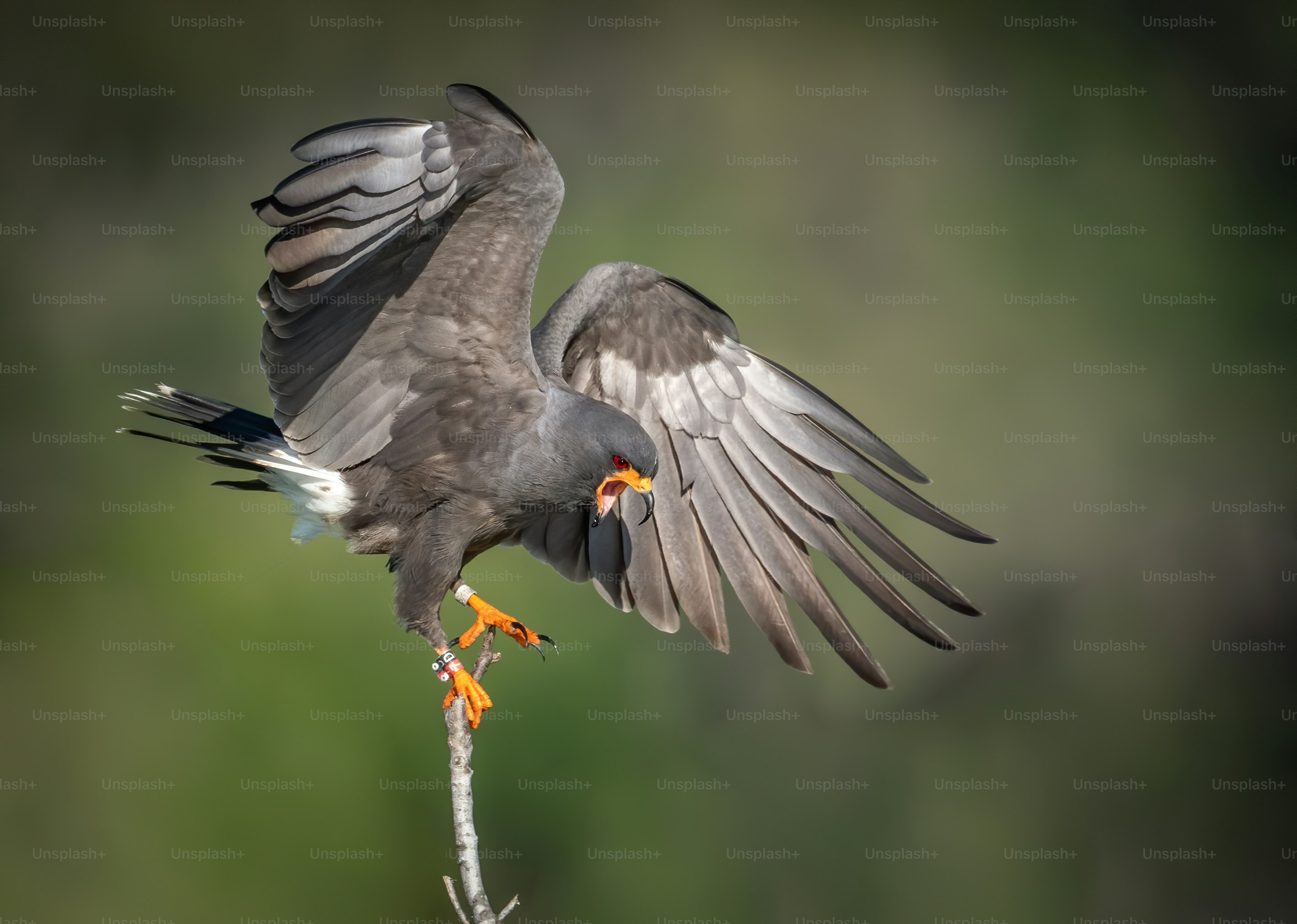 A snail kite in southern Florida photo – Animal Image on Unsplash