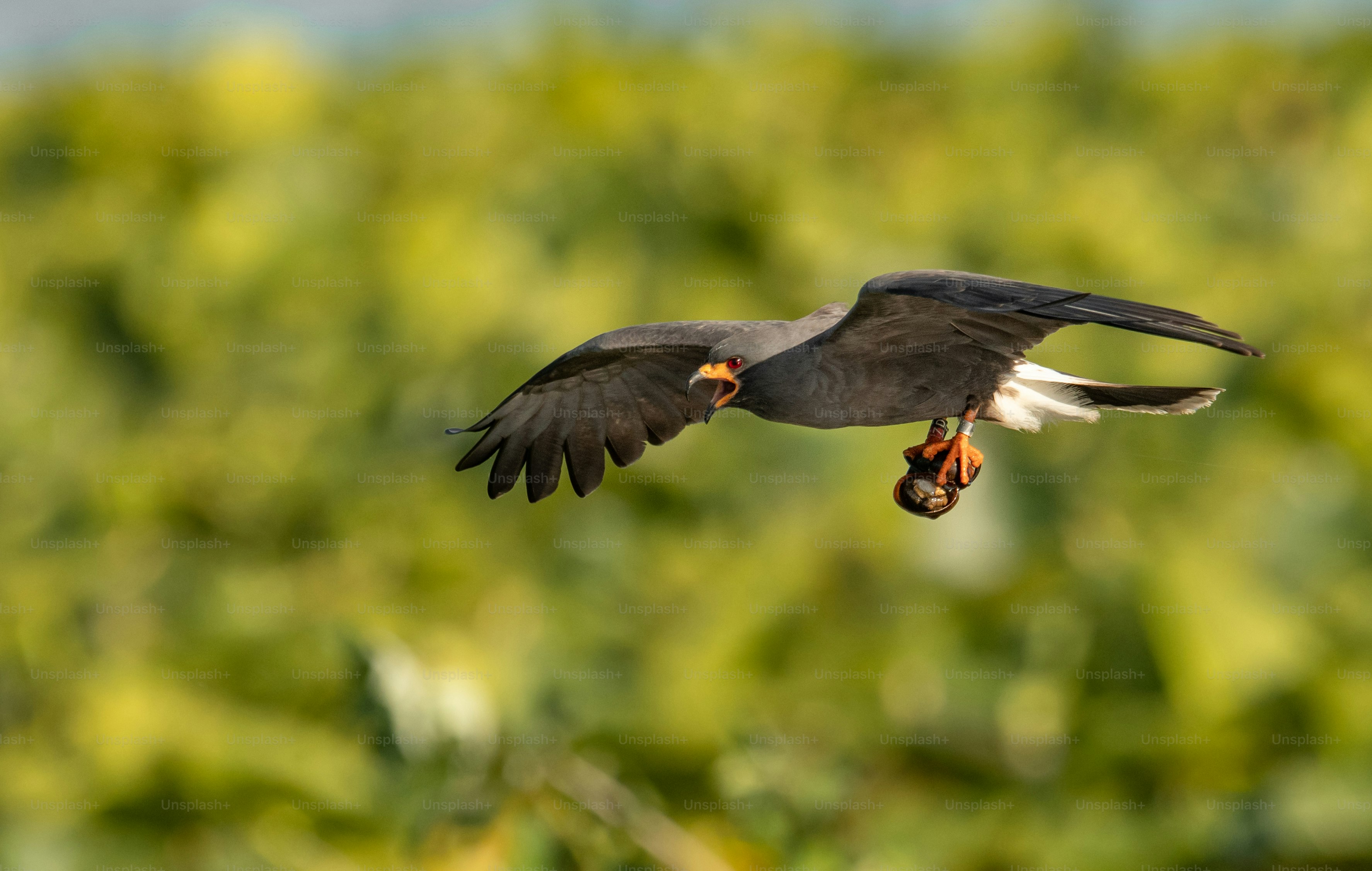 A snail kite in southern Florida photo – Animal Image on Unsplash