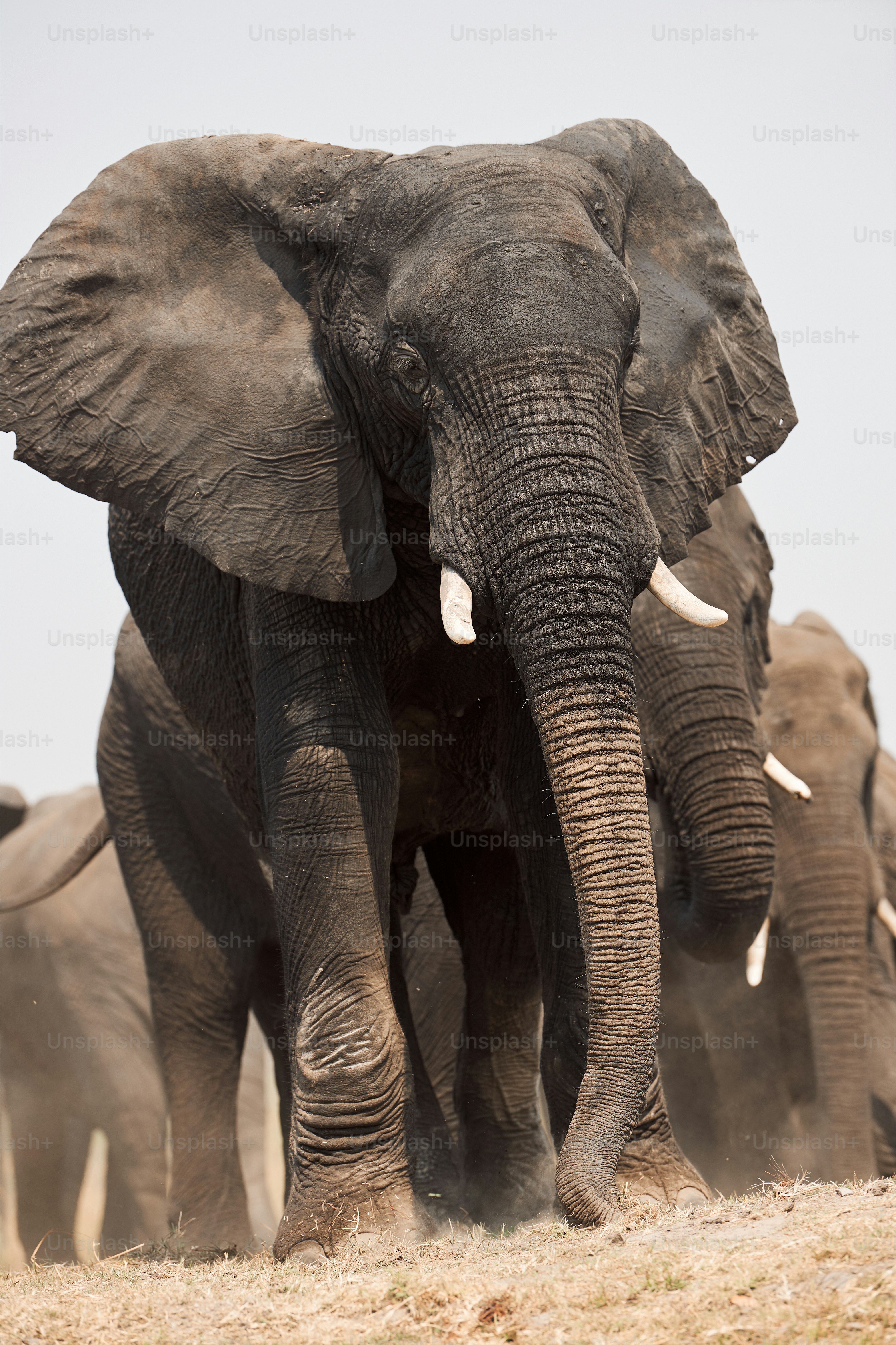 In Botswana, during the dry season, a herd of majestic elephants ...