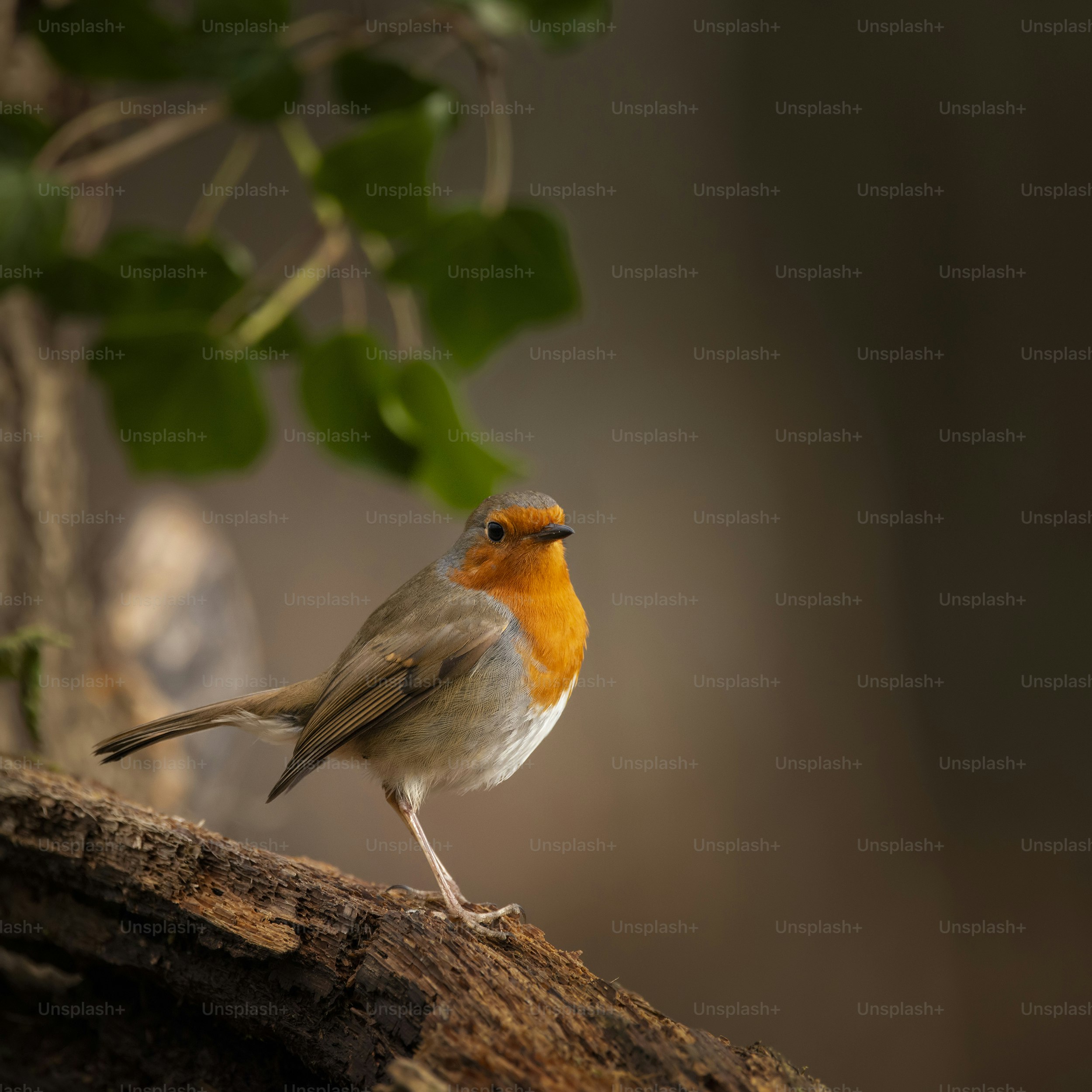 500+ Robin Pictures [HD] | Download Free Images on Unsplash