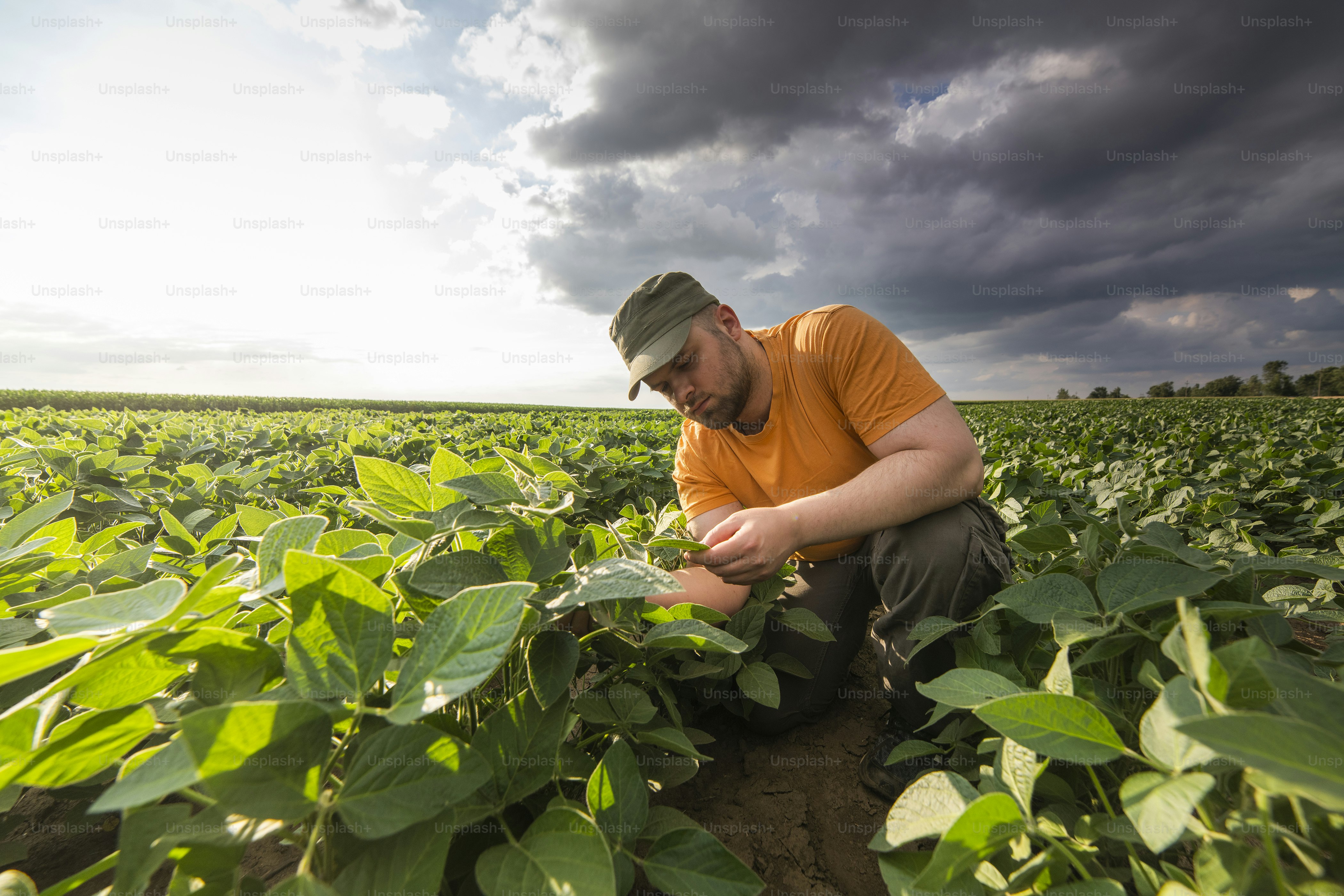 Young farmer in soybean fields. photo – Serbia Image on Unsplash