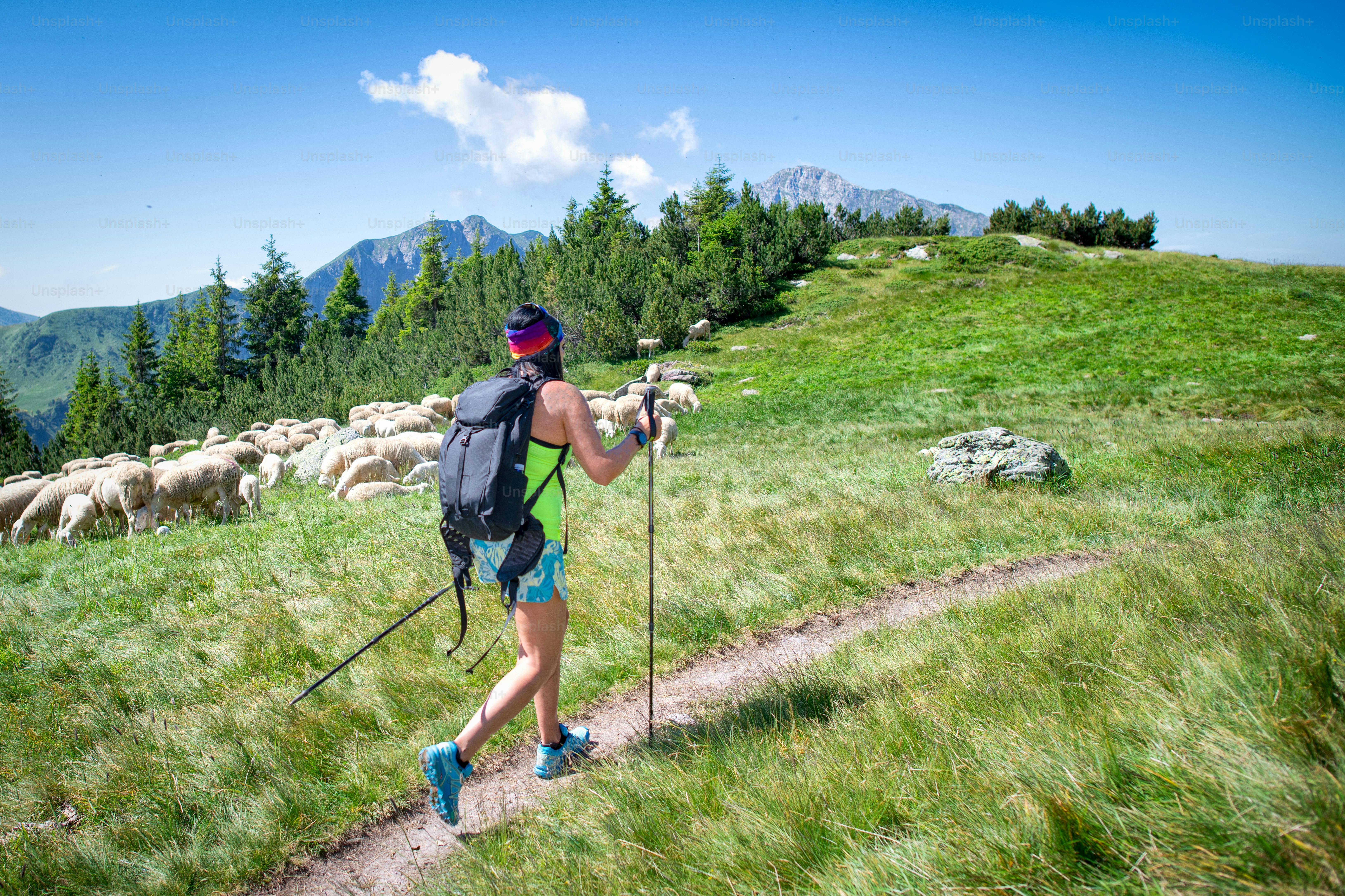 Girl on a mountain hike passes near a flock of sheep photo – Sheep ...