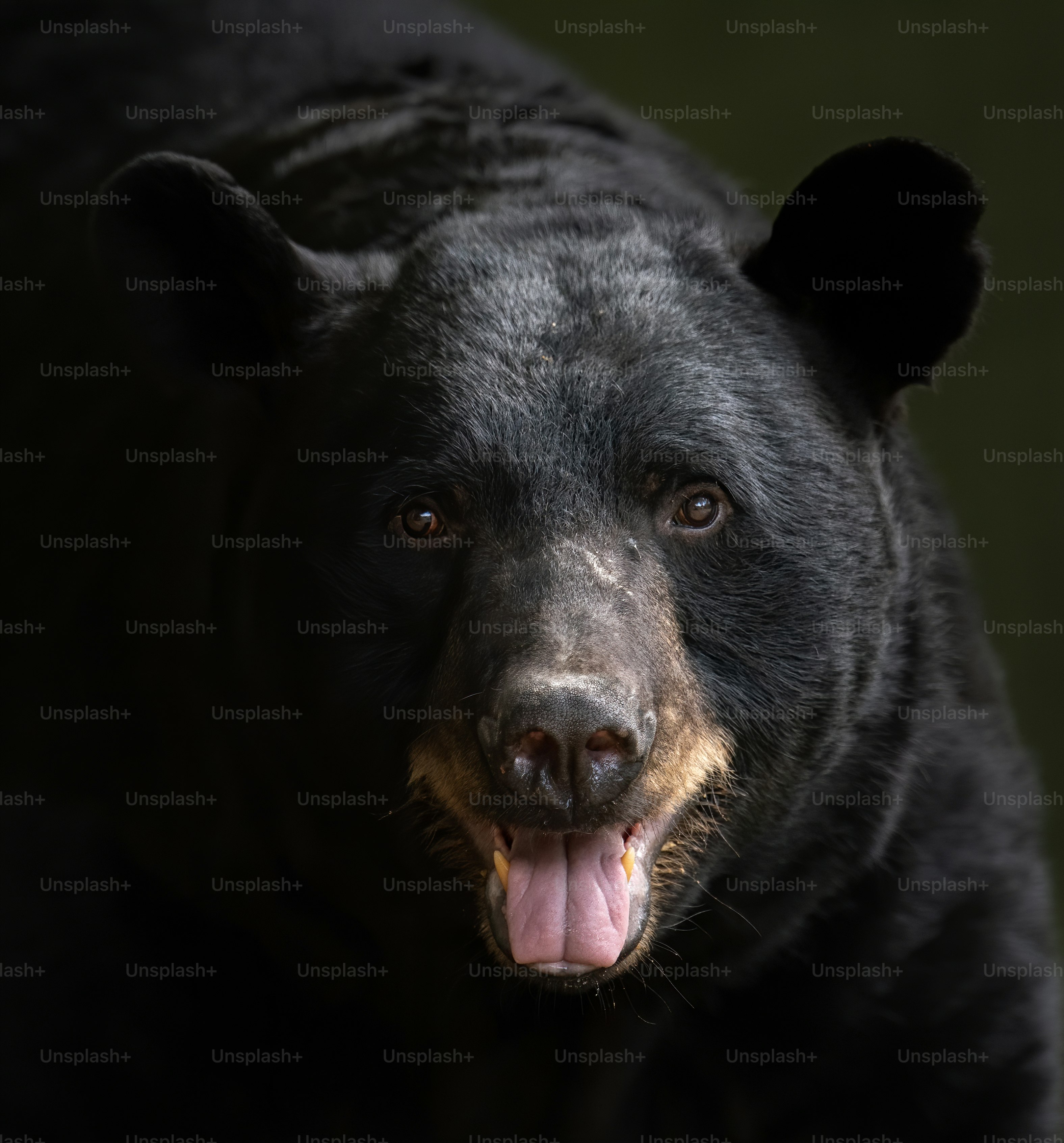 999+ Black Bear Pictures | Download Free Images on Unsplash