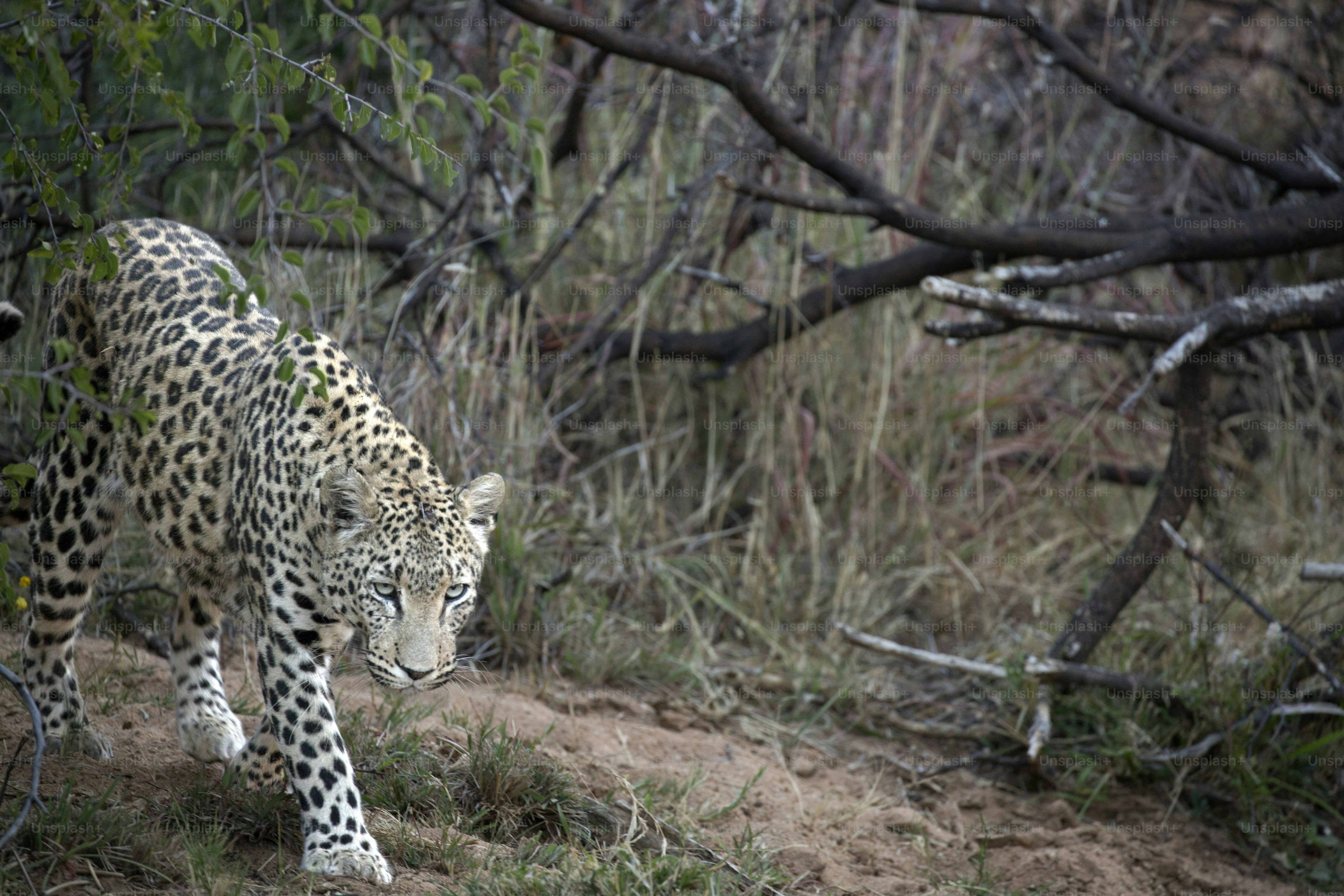 A leopard hunting in undergrowth in Etosha national Park, Namibia ...