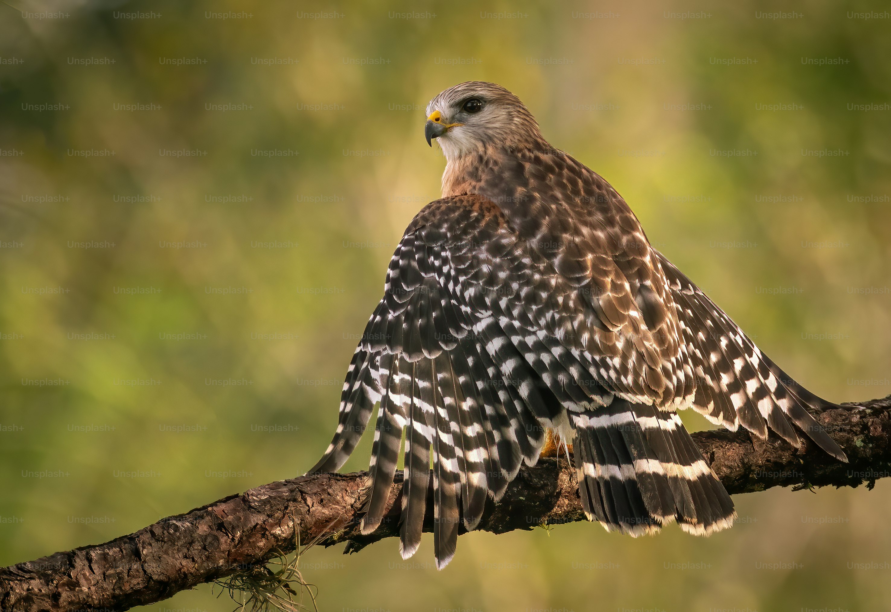 Red Shouldered Hawk in Florida photo – Kite bird Image on Unsplash