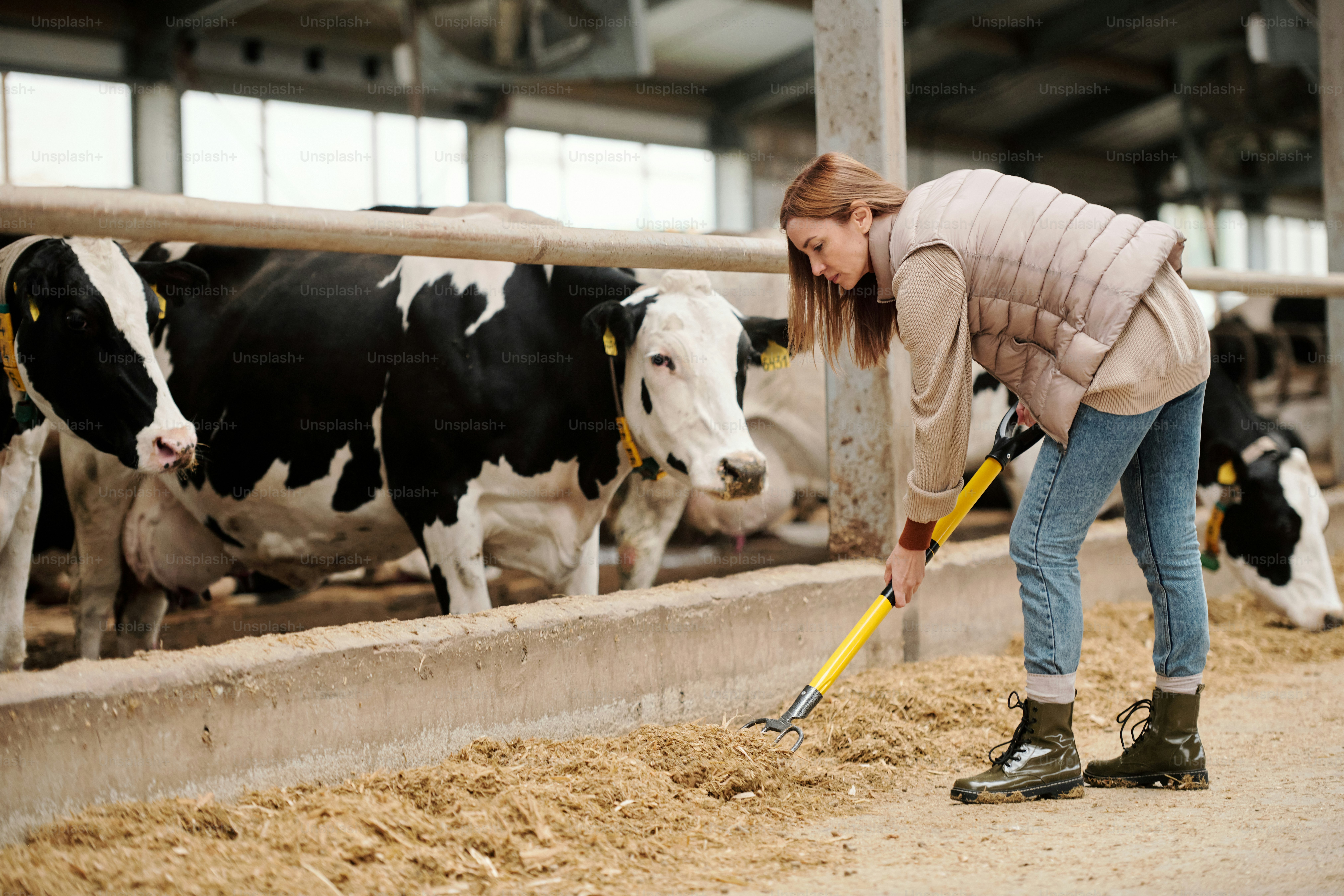 Busy female cowshed employee in vest using pitchfork while preparing ...