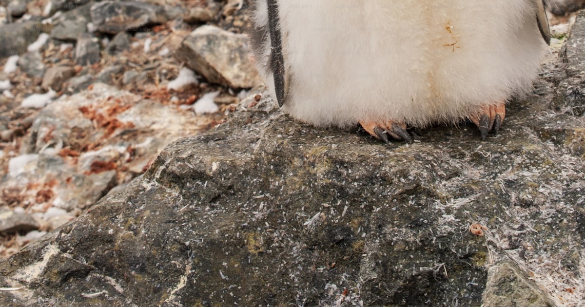 Un manchot papou en Antarctique photo – Oiseau Photo sur Unsplash Un manchot papou en Antarctique photo – Oiseau Photo sur Unsplash