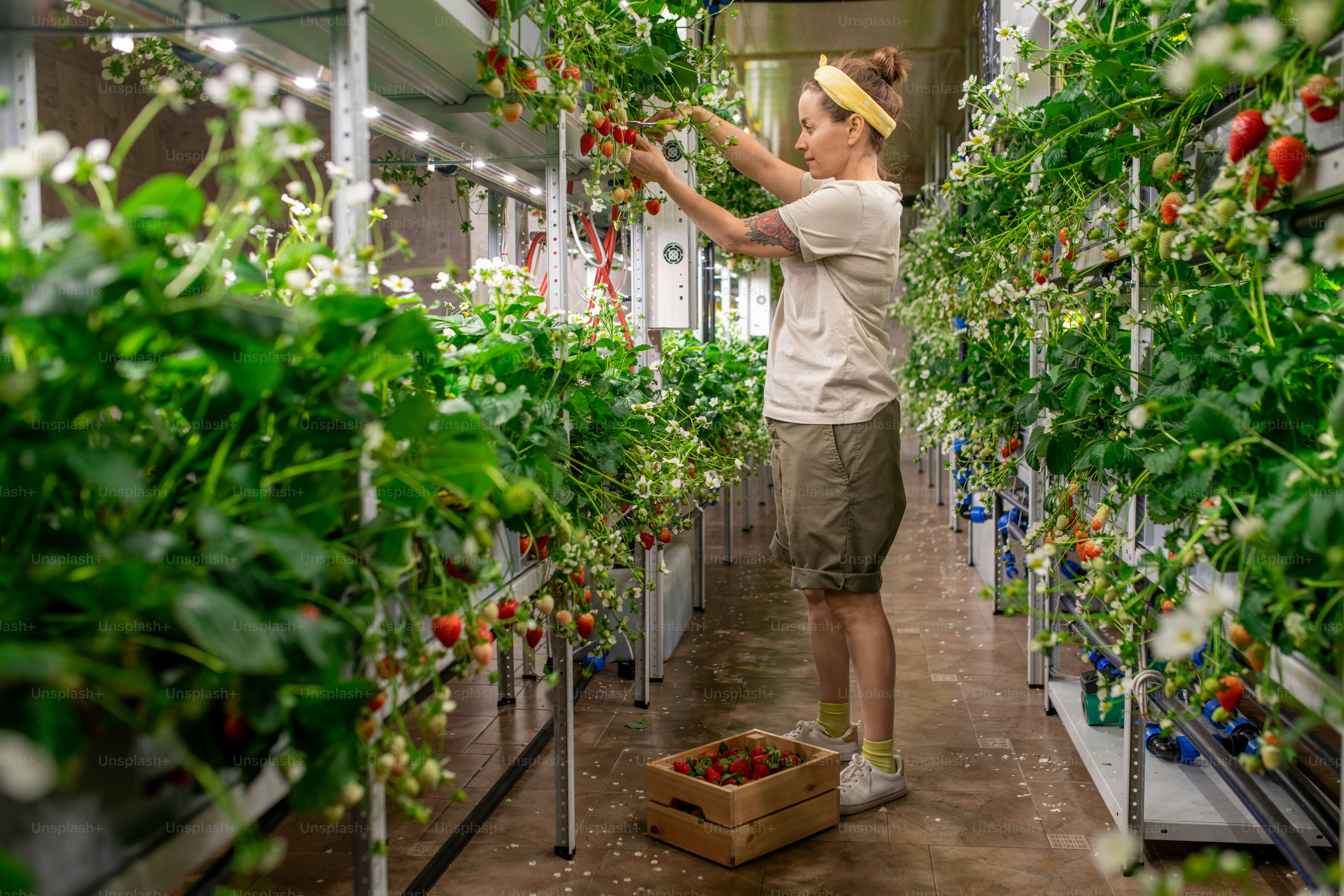 Young female worker of contemporary vertical farm standing by wooden ...