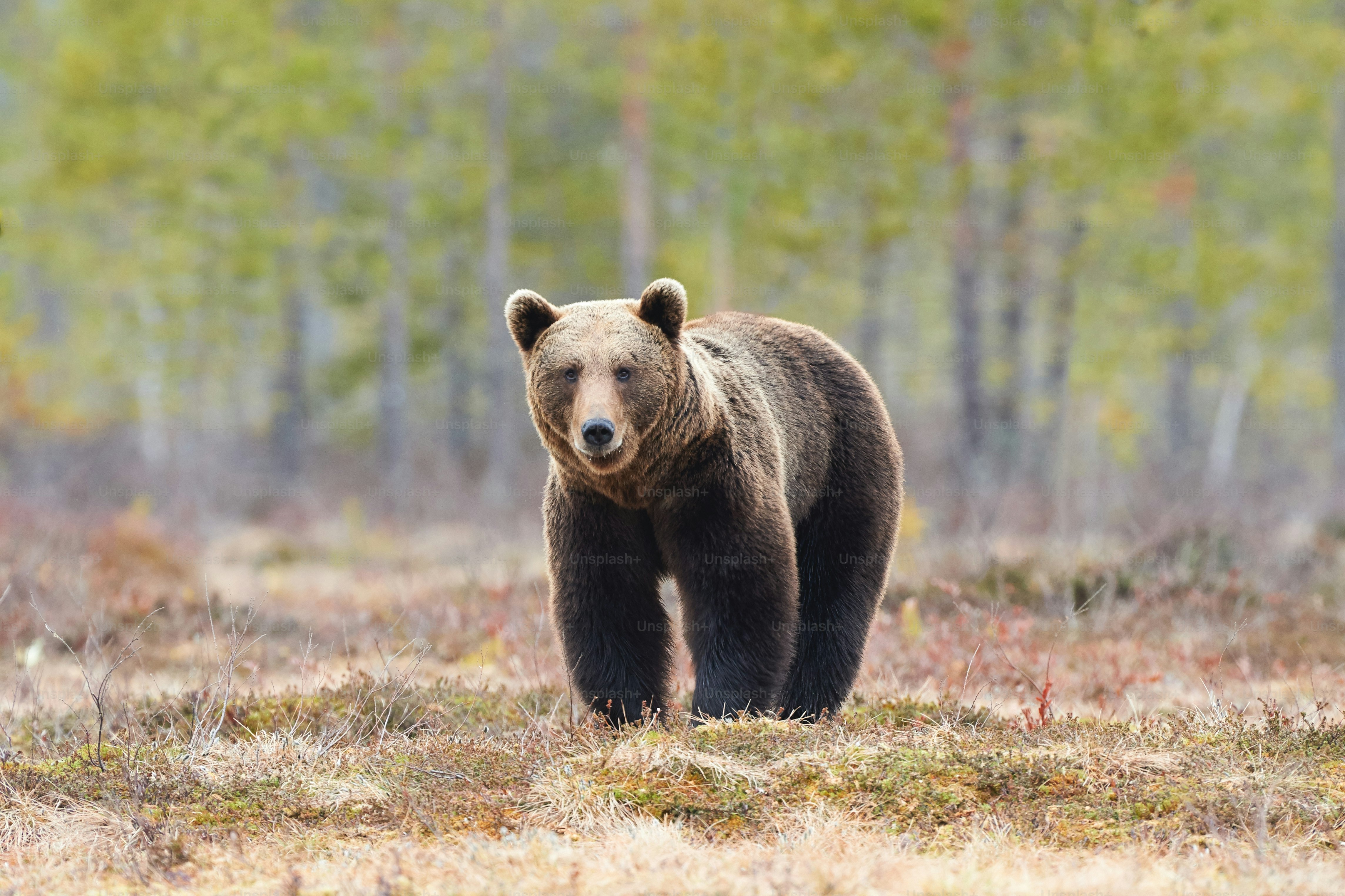 Wild brown bear walking in the taiga in late winter photo – Bear Image ...