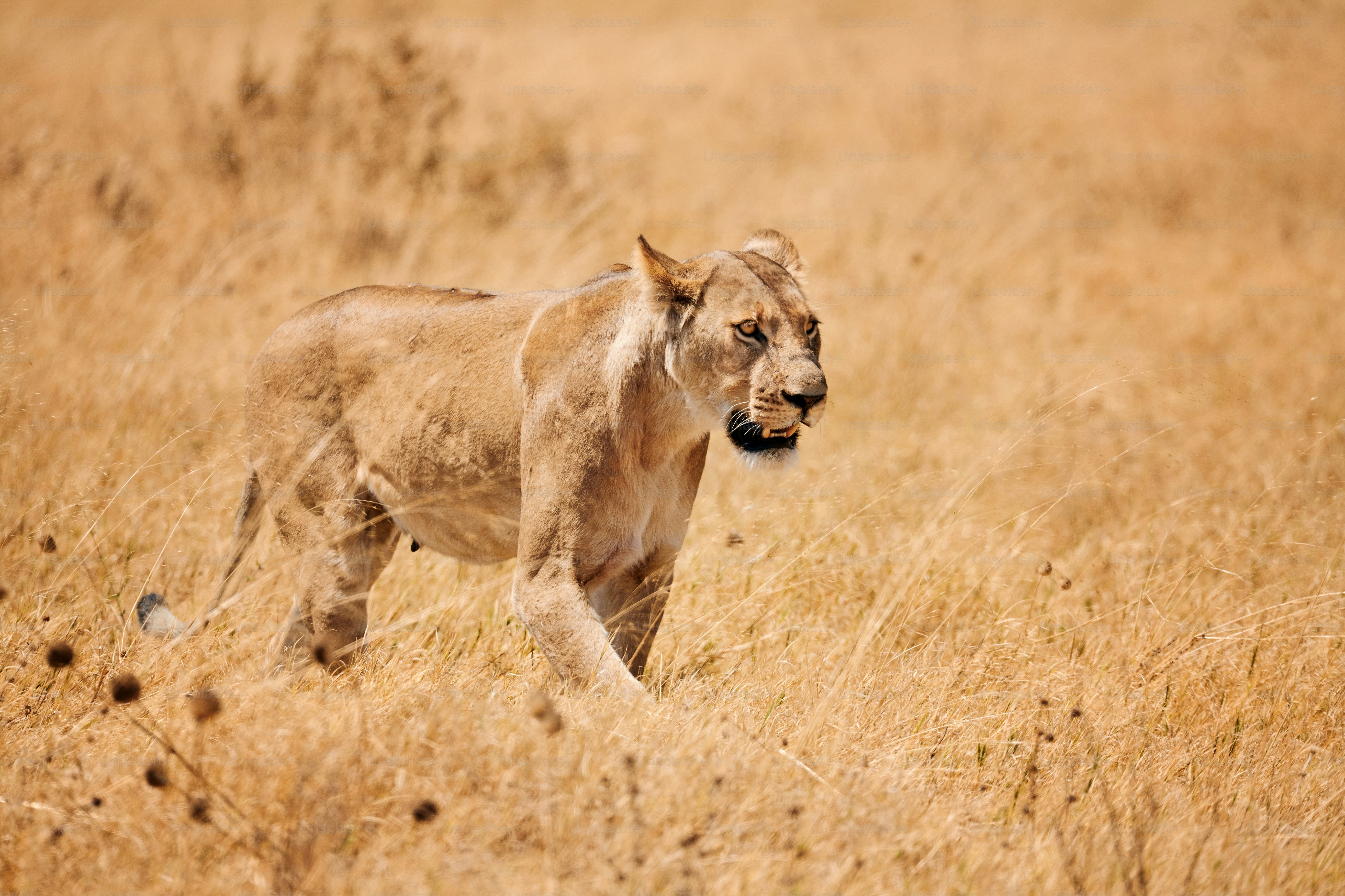 Wild lioness (Panthera leo) walks in the yellow savannah of Botswana ...